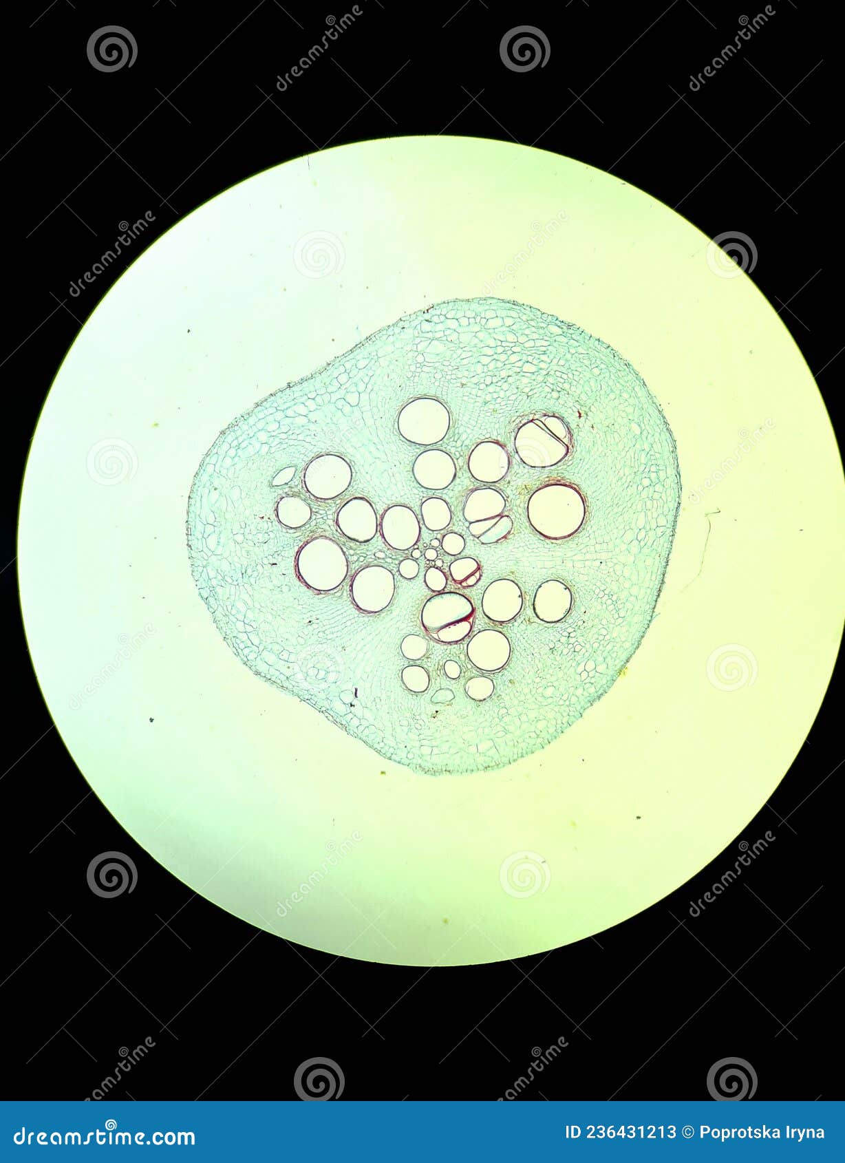 Plant Anatomy With Structure And Internal Side View Parts Outline ...