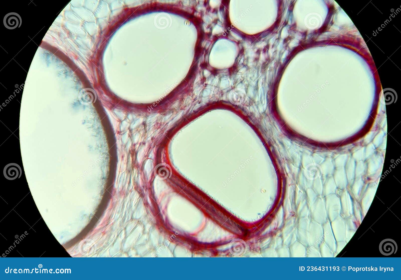 Secondary Structure of Pumpkin Root, Microscopic Photography Stock ...