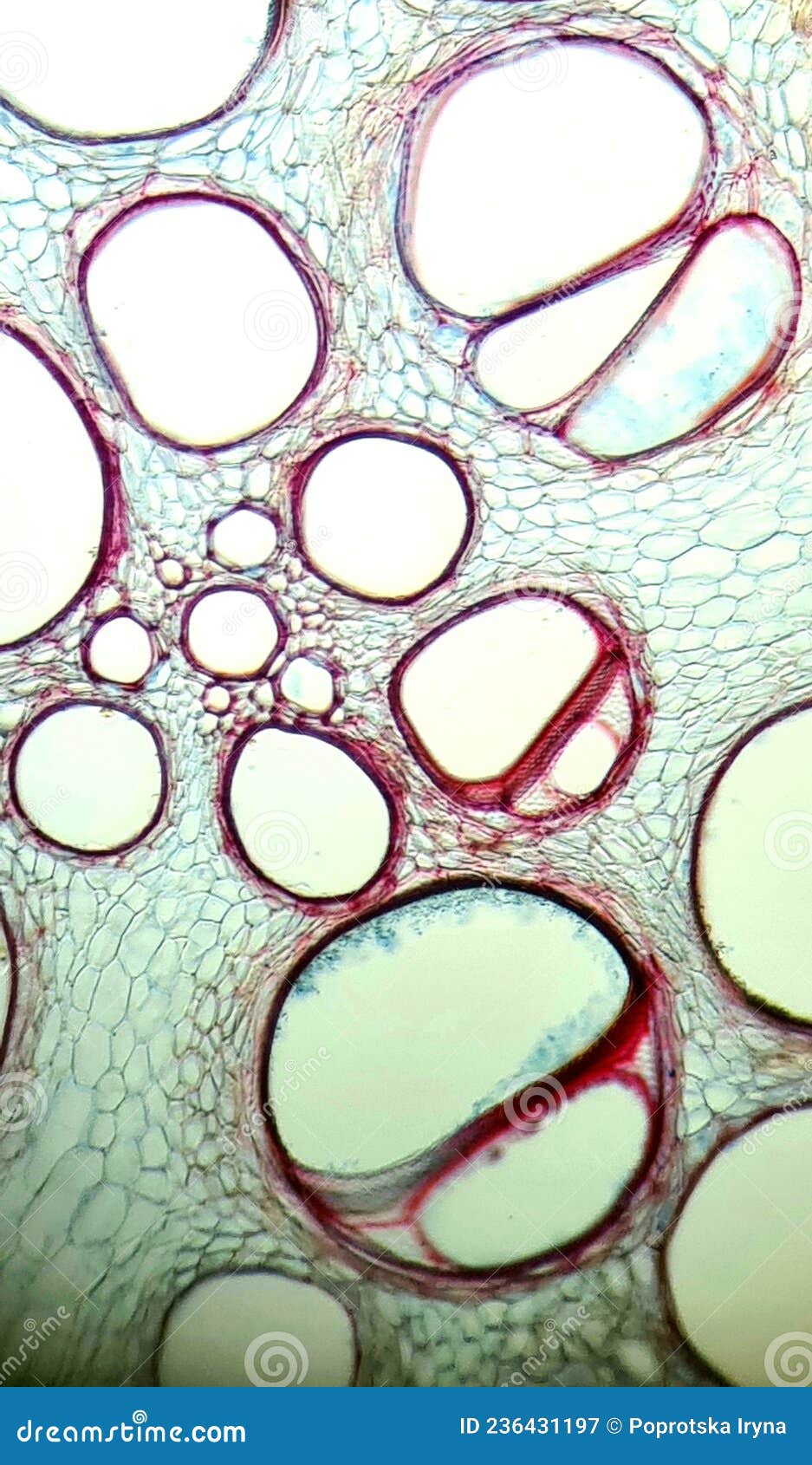 Secondary Structure of Pumpkin Root, Microscopic Photography Stock ...