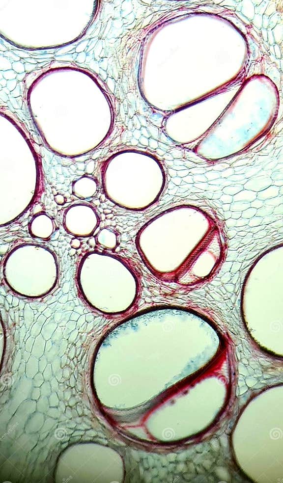 Secondary Structure of Pumpkin Root, Microscopic Photography Stock ...