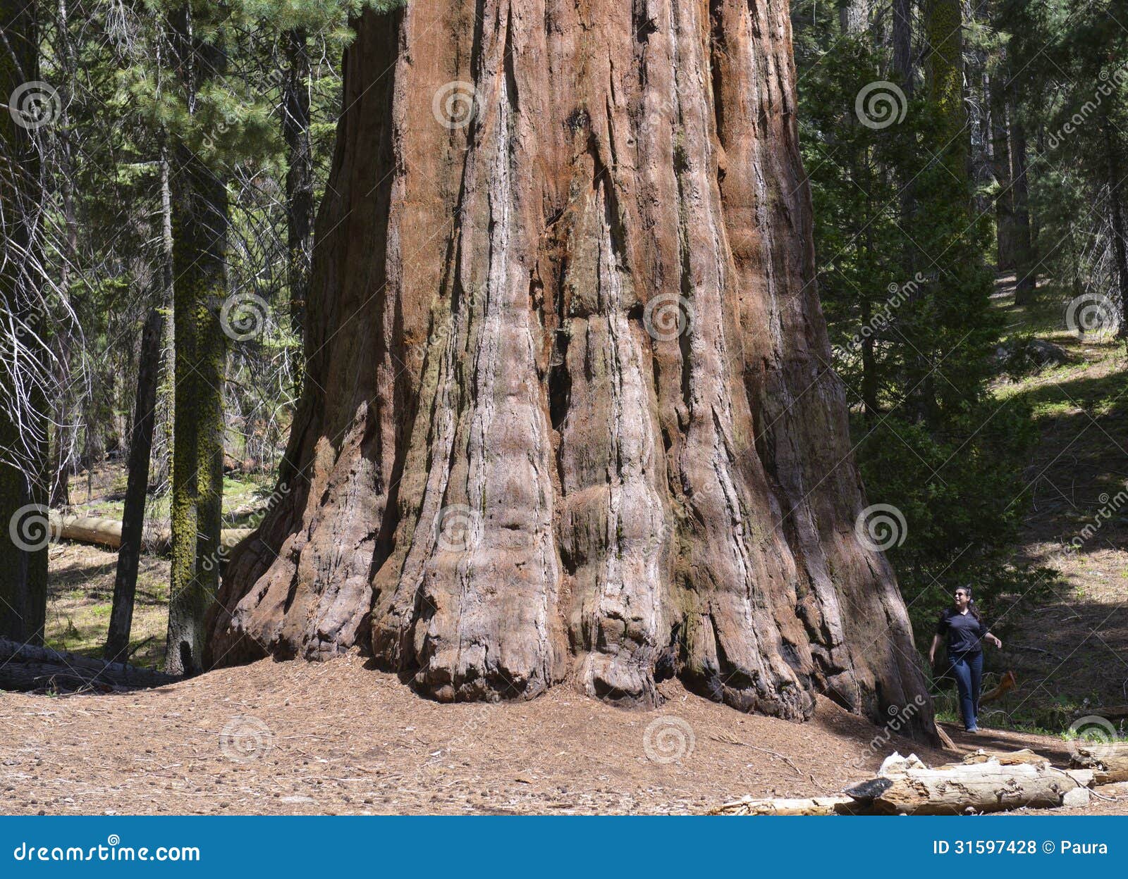 Secoya foto de archivo. Imagen de secoyas, enorme, barranca - 31597428