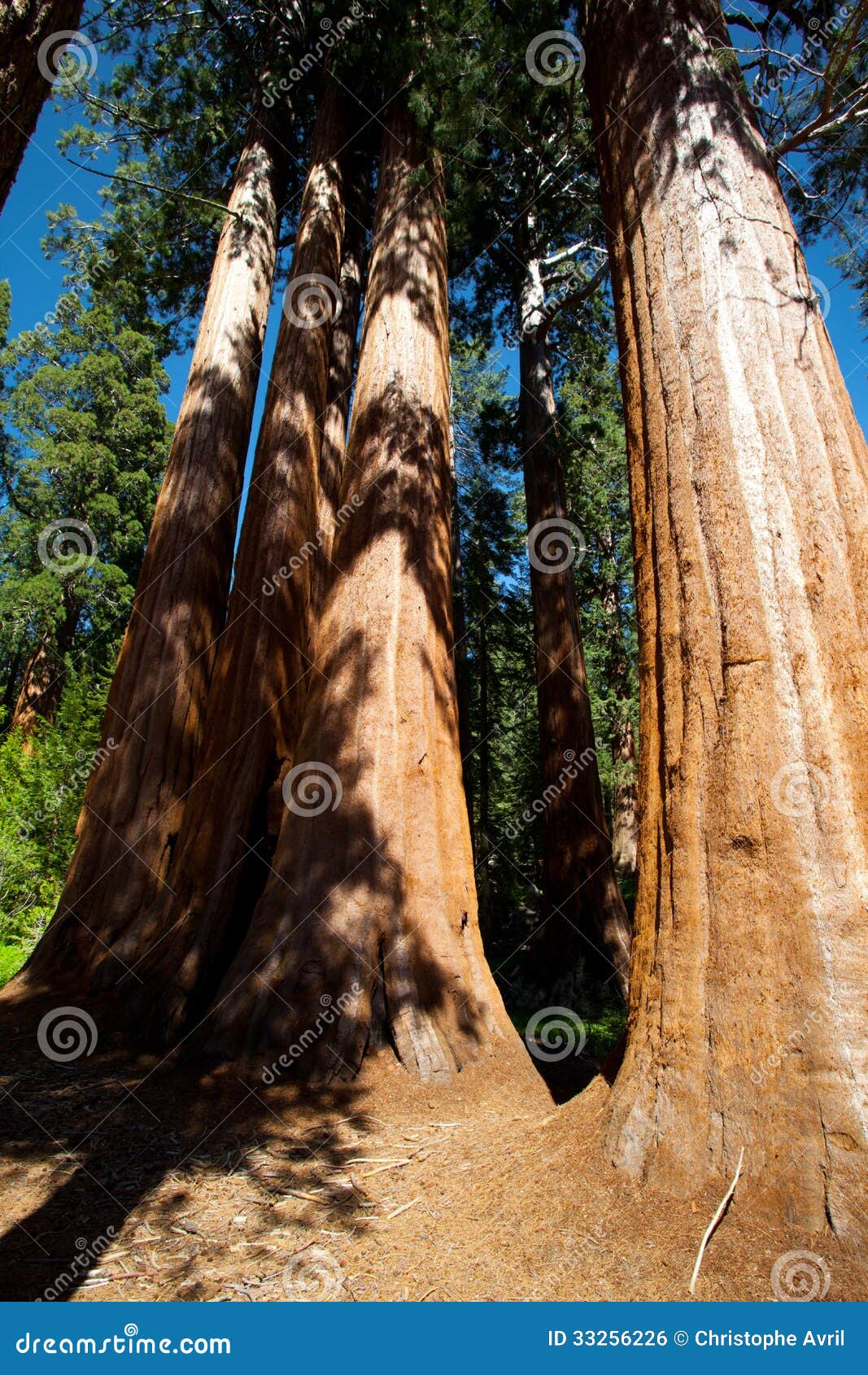 Secoya foto de archivo. Imagen de hierba, majestuoso - 33256226