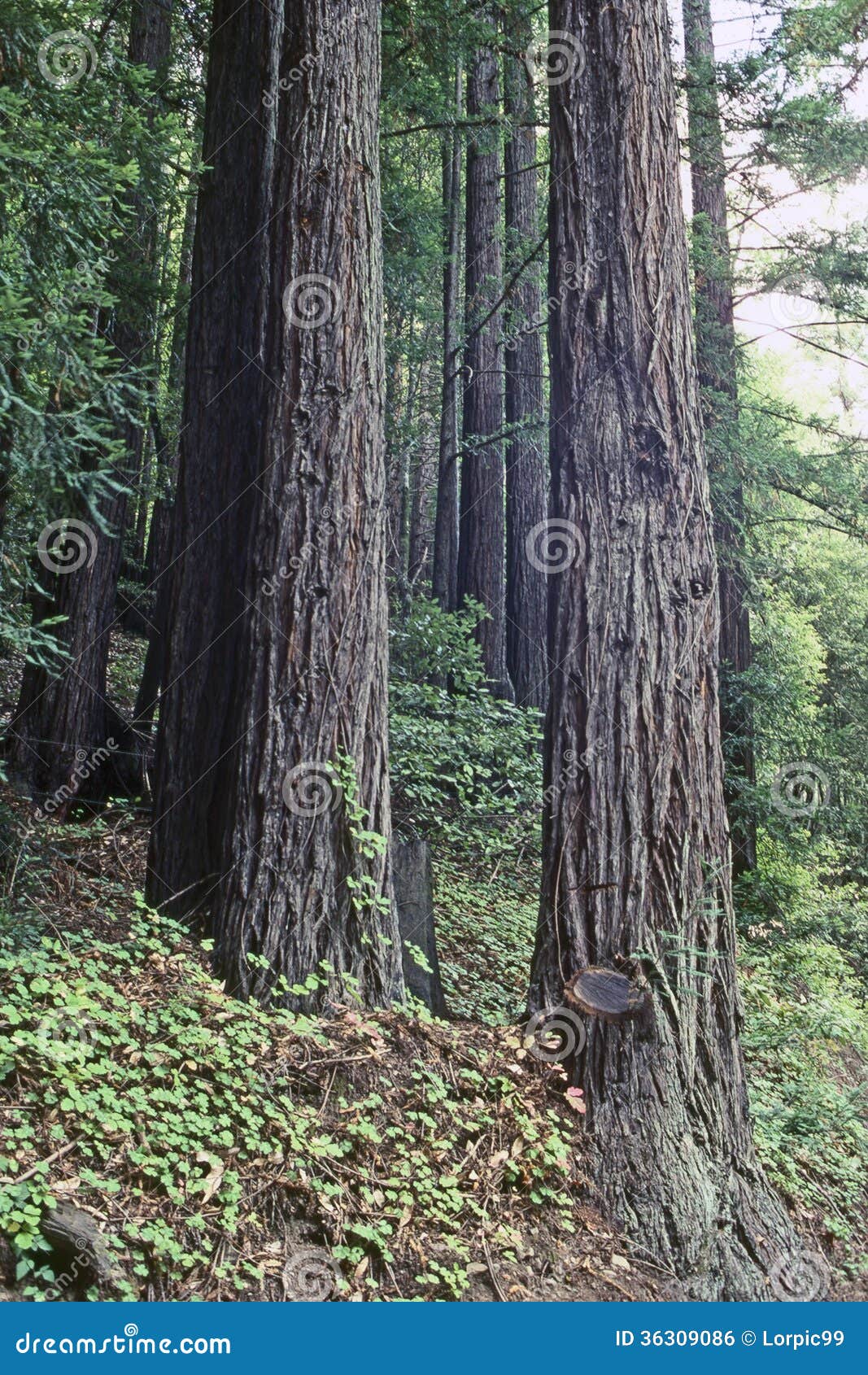 Secoya foto de archivo. Imagen de madera, flora, secoya - 36309086