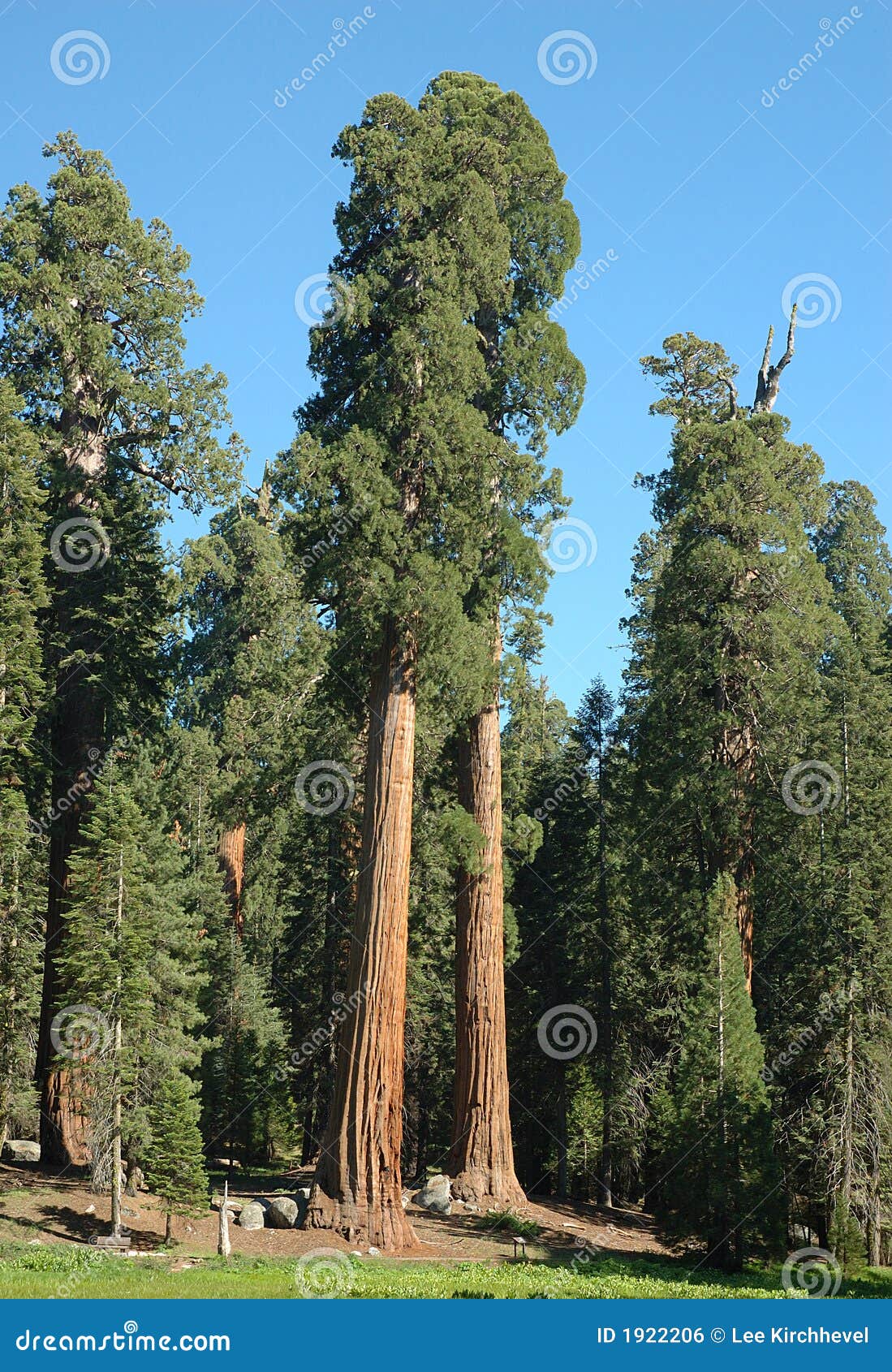 Secoya 4 foto de archivo. Imagen de yermo, gigantesco - 1922206