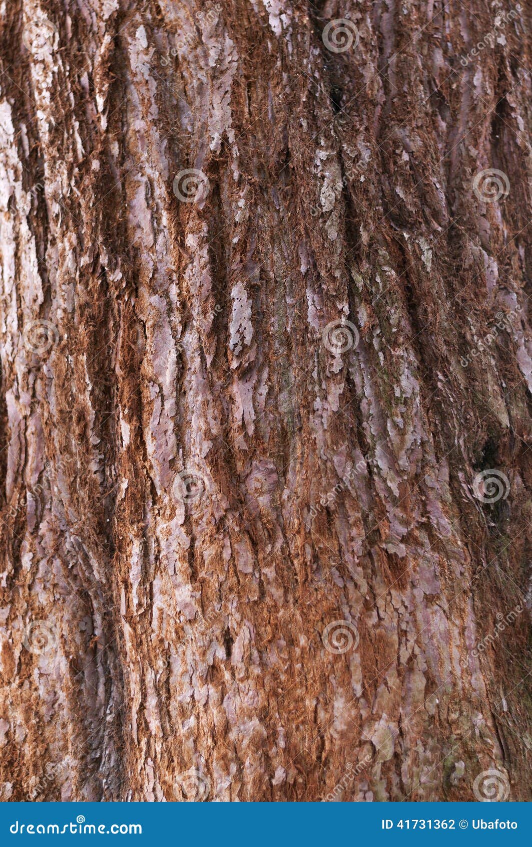 Secoya foto de archivo. Imagen de fondos, macro, cubo - 41731362