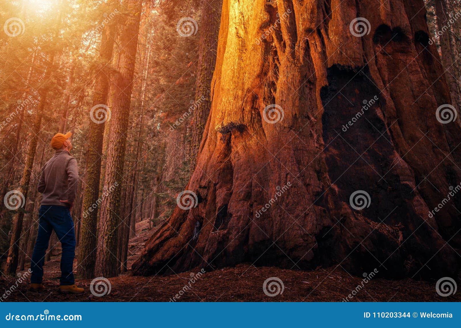 Secoya Antigua Forest Explorer Foto de archivo - Imagen de salvaje ...