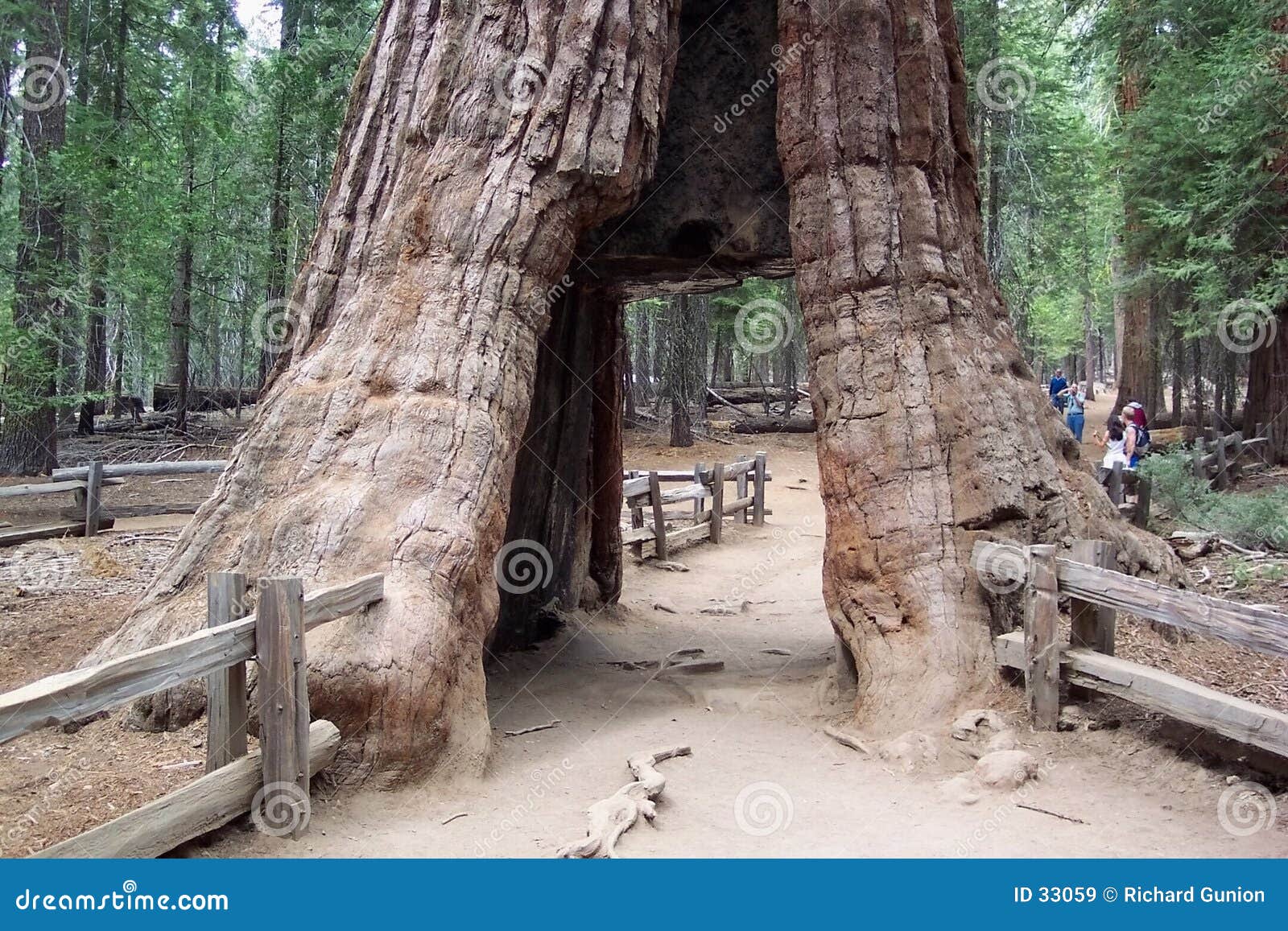 Secoya de California imagen de archivo. Imagen de parque - 33059