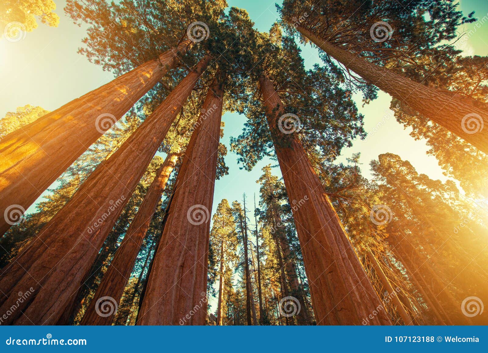Secoya De Las Secoyas Gigantes Foto de archivo - Imagen de famoso ...