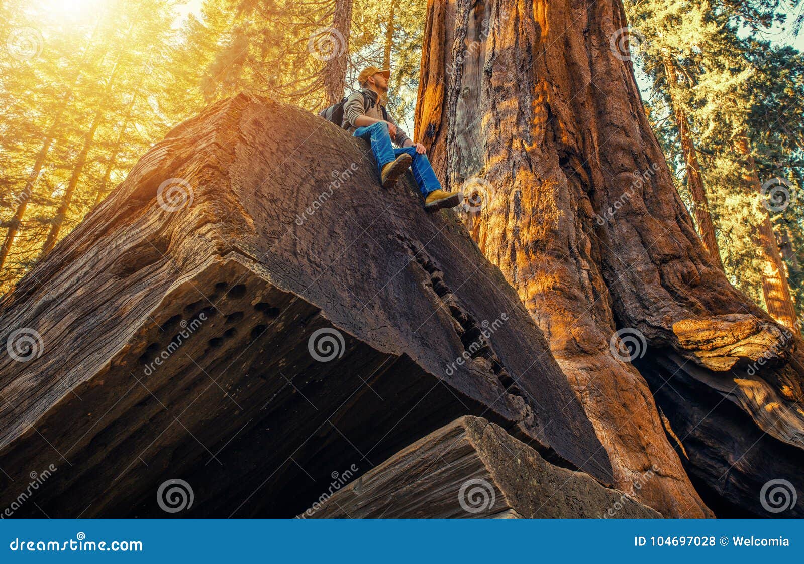 Secoya Forest Hiker foto de archivo. Imagen de unido - 104697028
