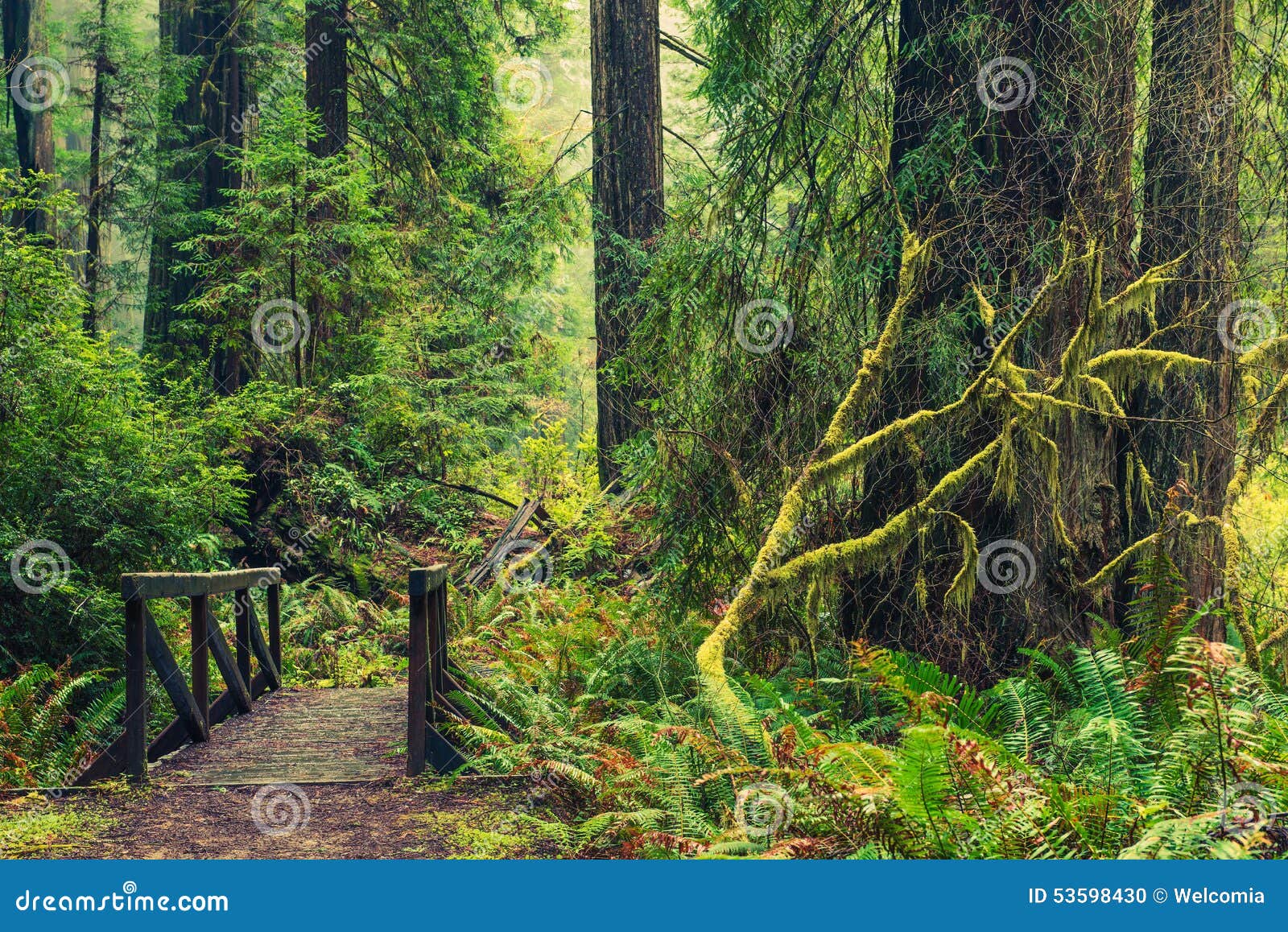 Secoya Forest Trail foto de archivo. Imagen de mezquita - 53598430