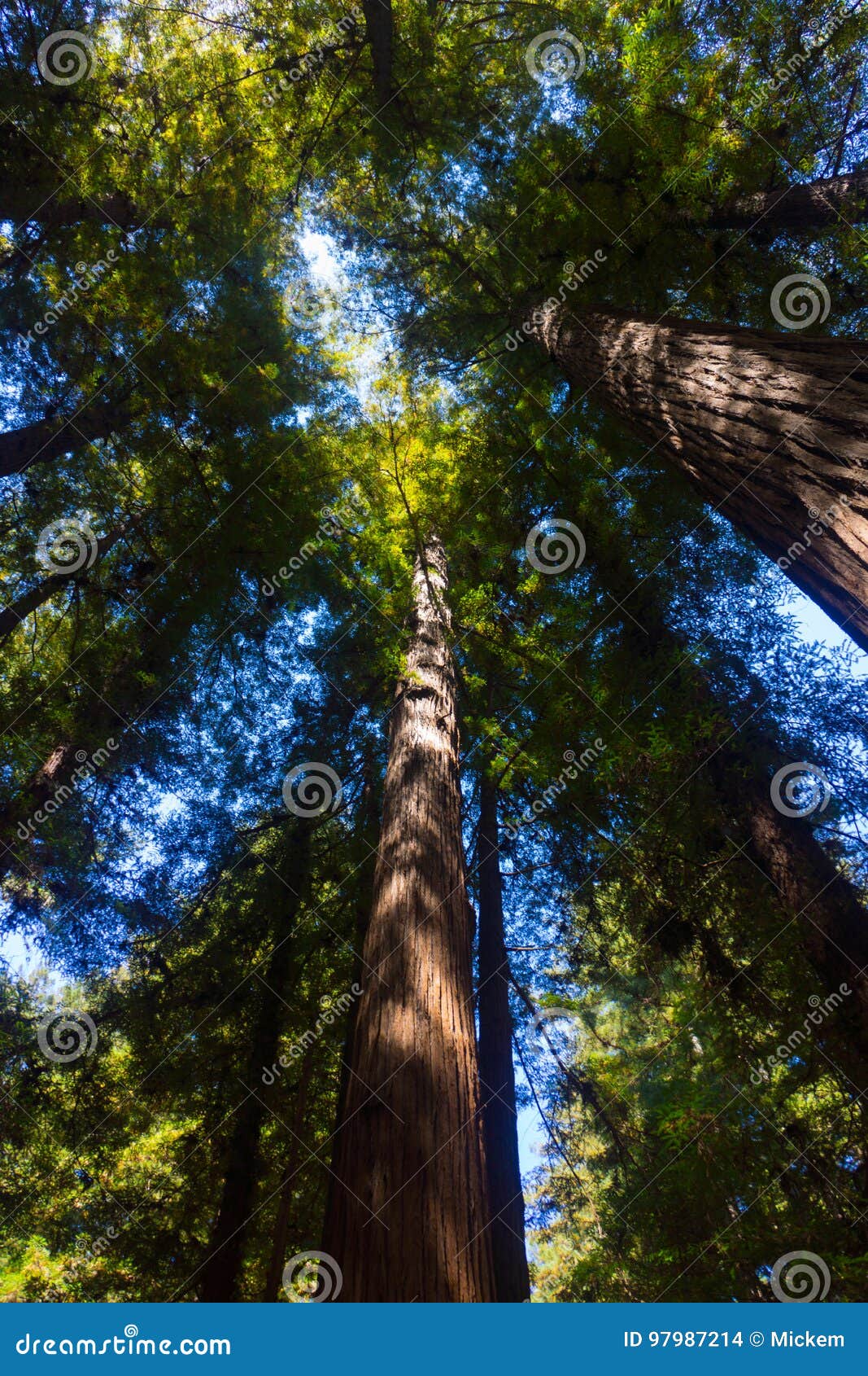 Secoya Forest Trees foto de archivo. Imagen de exterior - 97987214