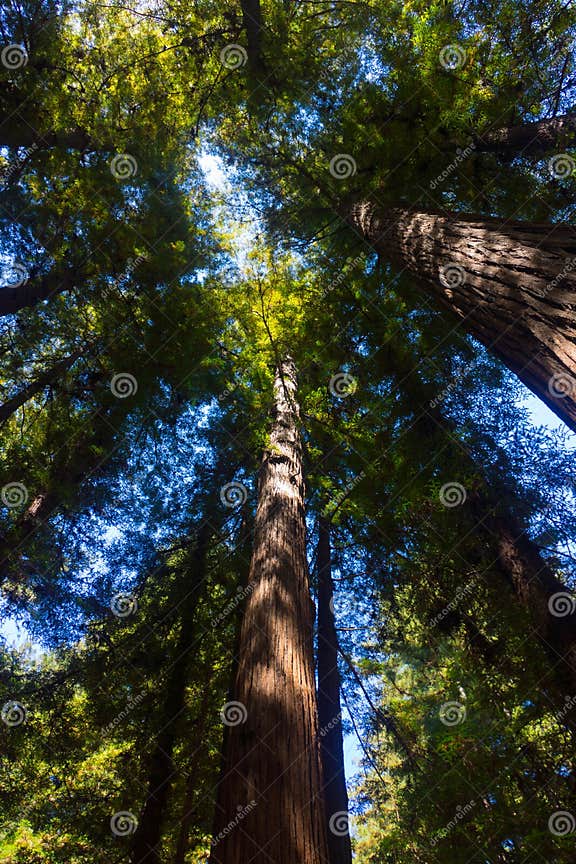 Secoya Forest Trees foto de archivo. Imagen de exterior - 97987214