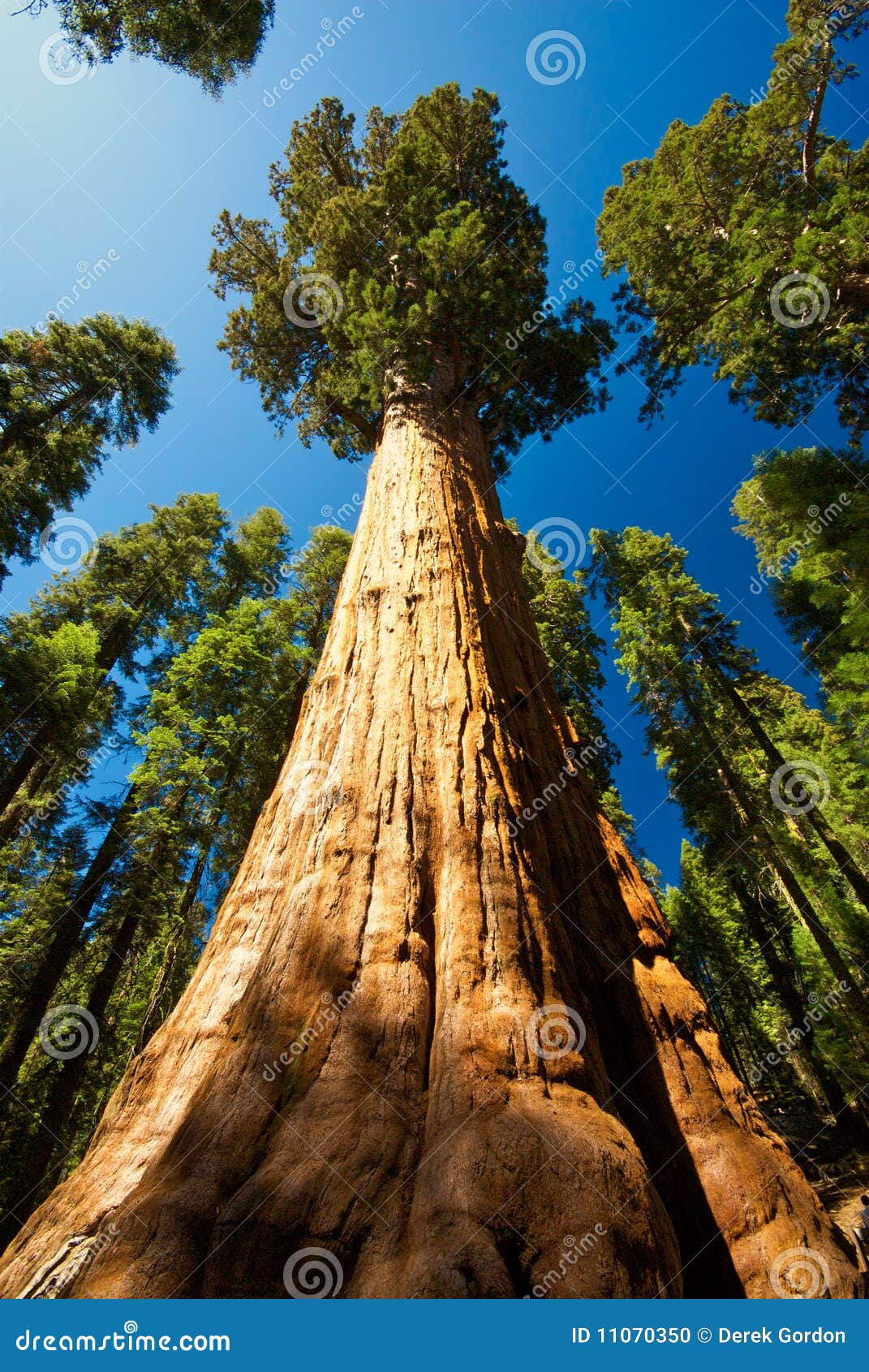 Secoya gigante foto de archivo. Imagen de horizonte, azul - 11070350