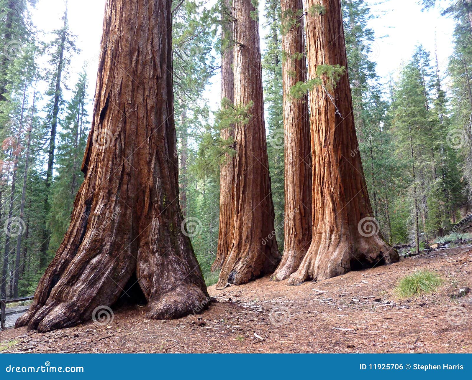 Secoya gigante foto de archivo. Imagen de secoya, gigante - 11925706