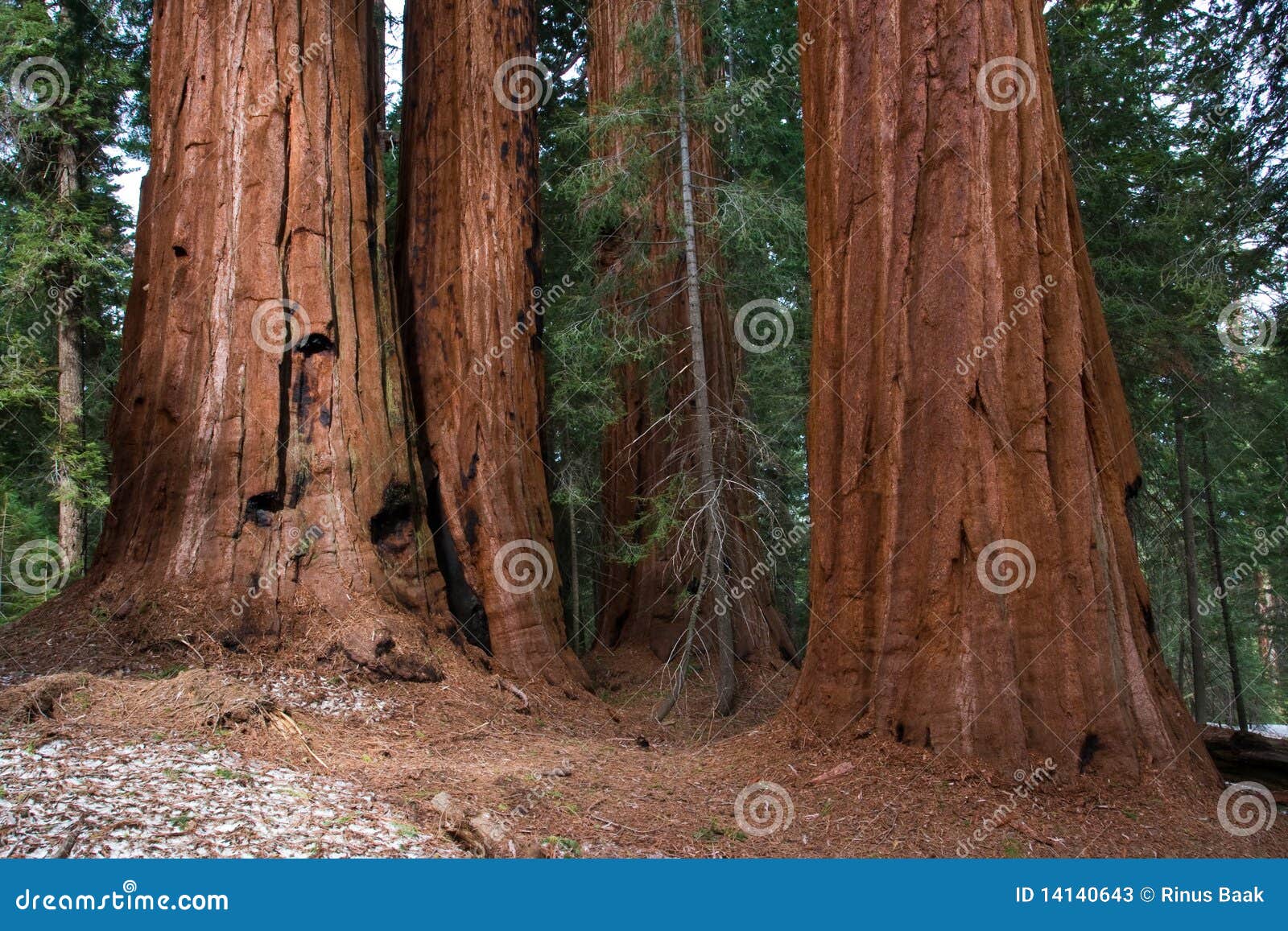 Secoya gigante imagen de archivo. Imagen de secoya, maduro - 14140643