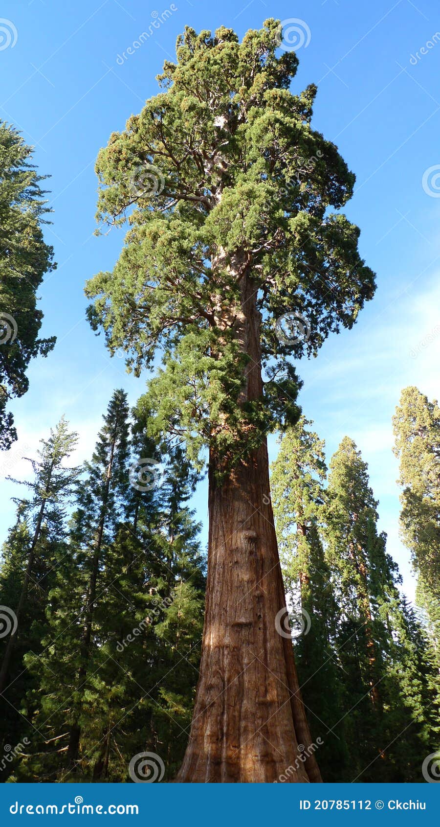 Secoya gigante foto de archivo. Imagen de parque, perenne - 20785112