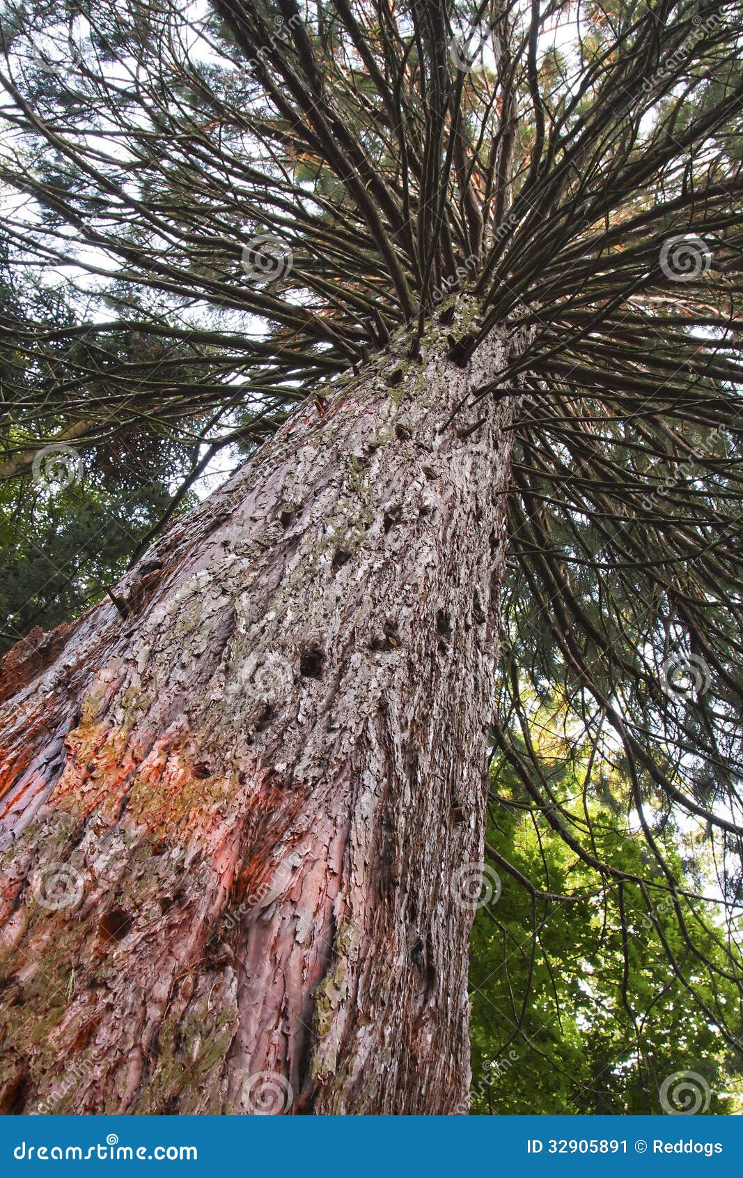 Secoya gigante imagen de archivo. Imagen de maderas, perspectiva - 32905891