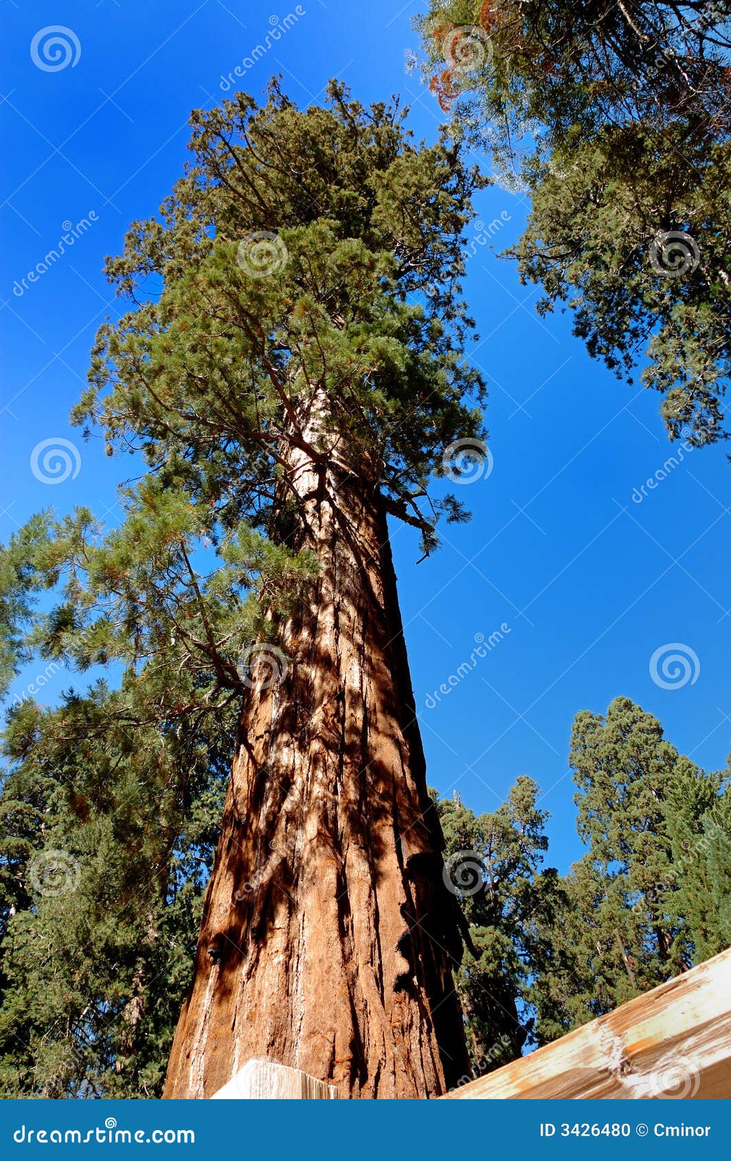Secoya gigante foto de archivo. Imagen de secoya, extracto - 3426480