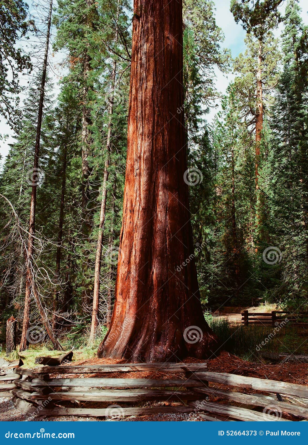 Secoya gigante imagen de archivo. Imagen de oeste, turismo - 52664373