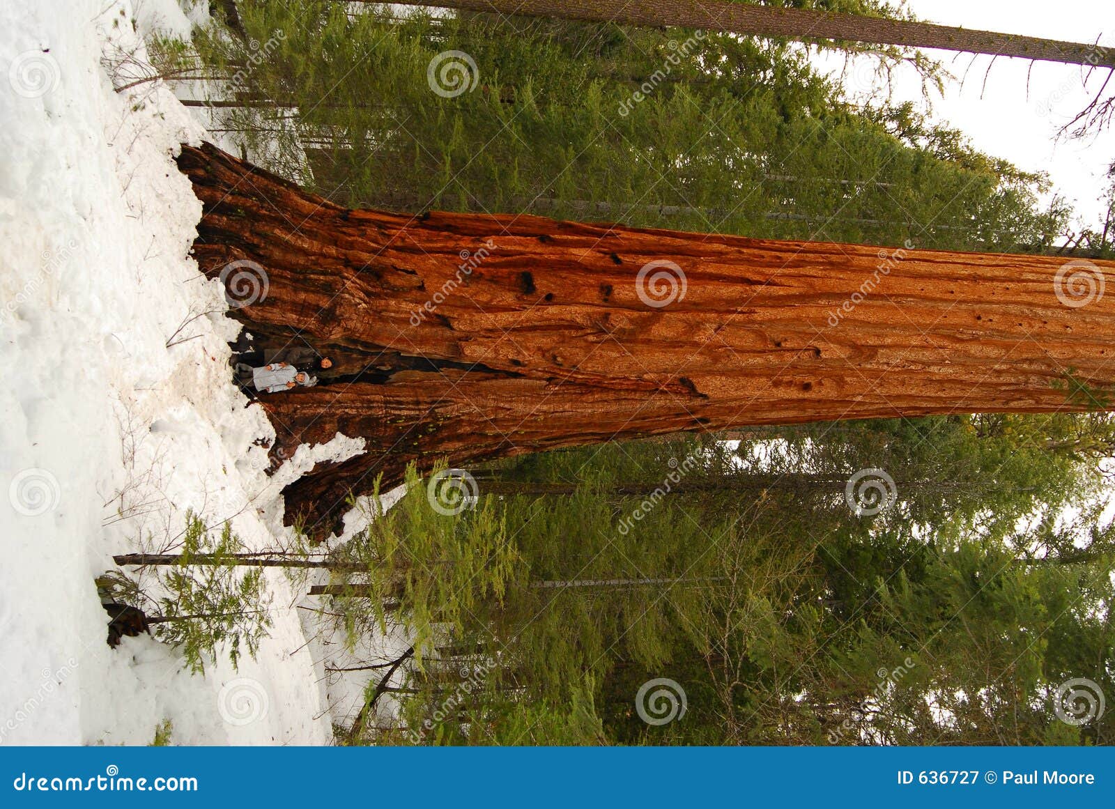Secoya gigante imagen de archivo. Imagen de mugre, excepto - 636727