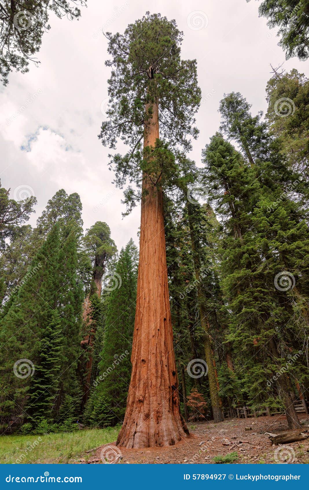 Secoya Gigante En Parque Nacional De Secoya Imagen de archivo - Imagen ...
