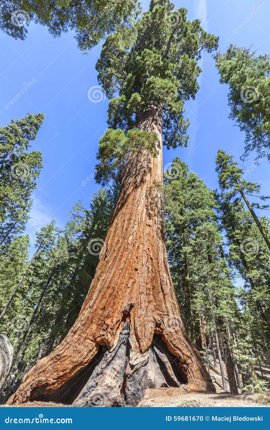 Secoya Gigante En Parque Nacional De Secoya Foto de archivo - Imagen de ...