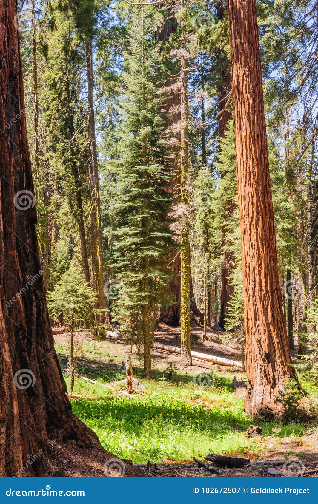 Secoya Gigante En Sherman Grove Imagen de archivo - Imagen de general ...