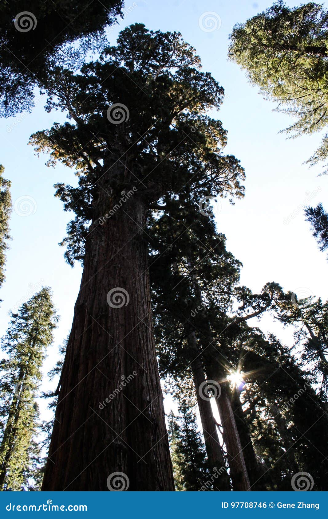 Secoya Gigante, Parque Nacional De Secoya Foto de archivo - Imagen de ...