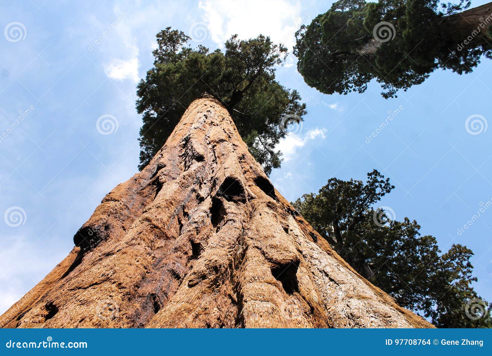 Secoya Gigante, Parque Nacional De Secoya Foto de archivo - Imagen de ...