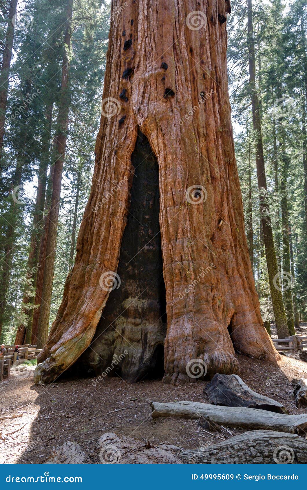 Secoya Park imagen de archivo. Imagen de color, gigante - 49995609