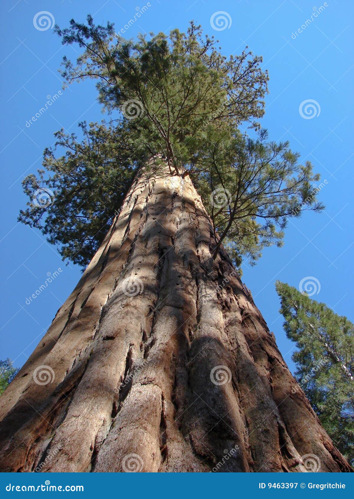 Secoya poderosa imagen de archivo. Imagen de california - 9463397