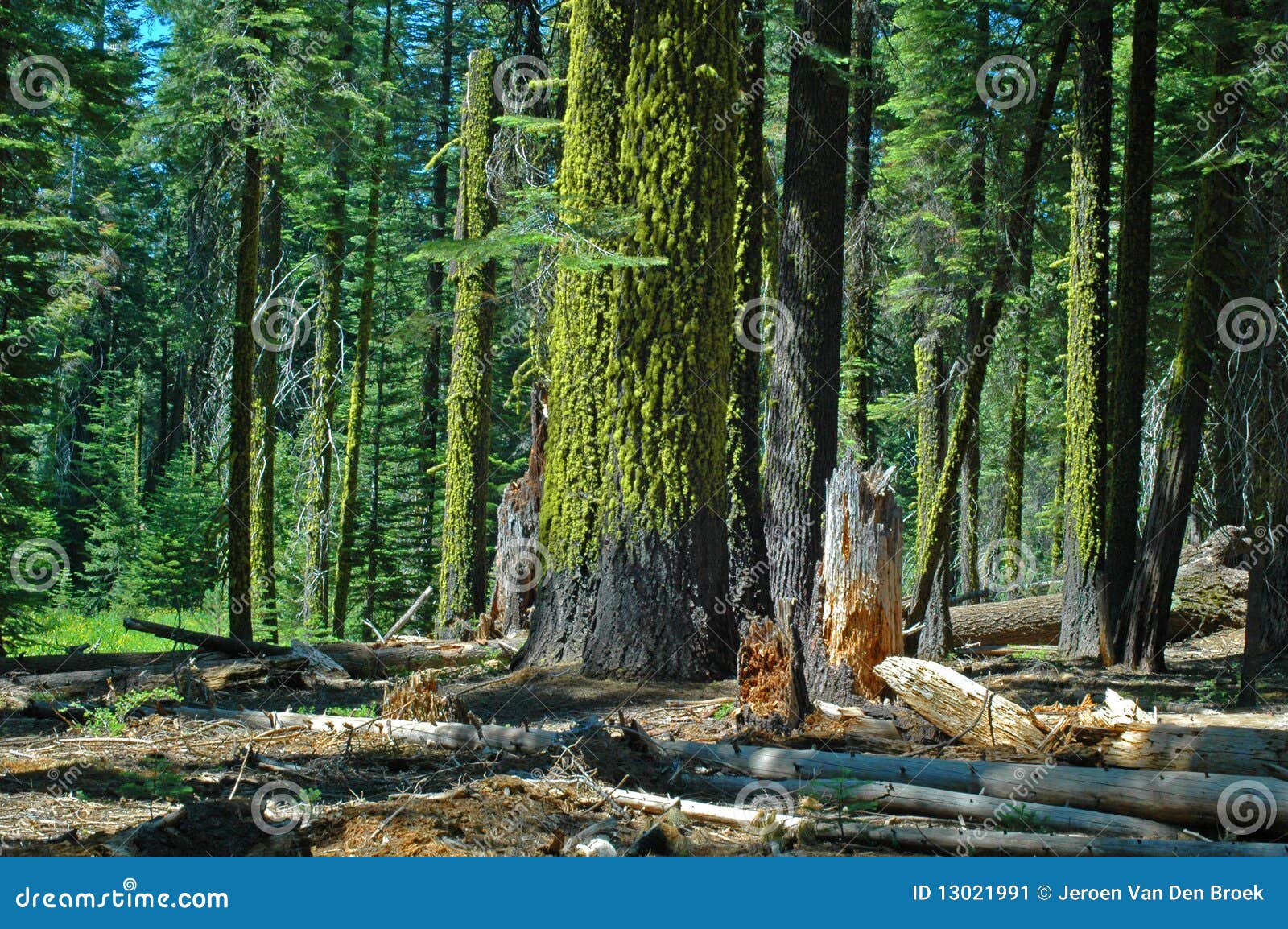 Secoya tree stock image. Image of trunk, sequoia, obsolete - 13021991