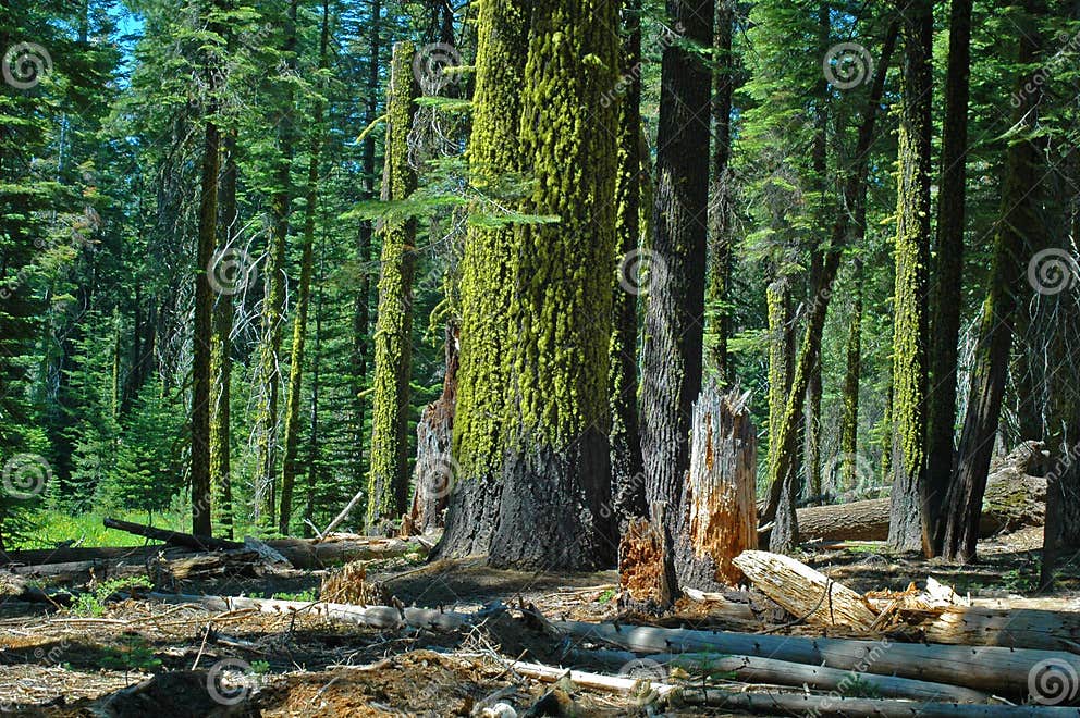 Secoya tree stock image. Image of trunk, sequoia, obsolete - 13021991