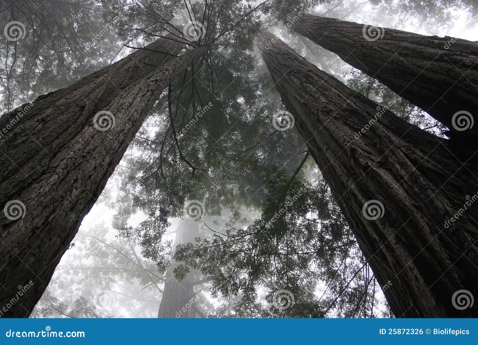 Secoya trees-1 foto de archivo. Imagen de alza, masivo - 25872326