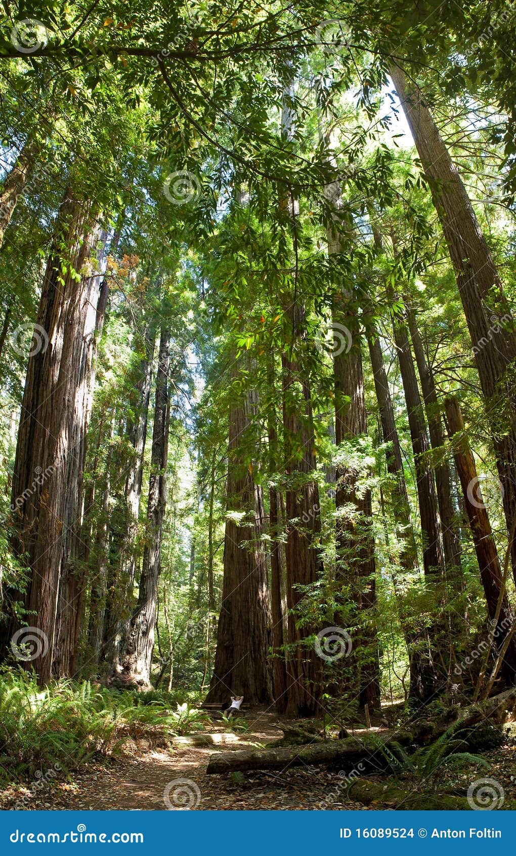 Secoyas foto de archivo. Imagen de gigantes, california - 16089524
