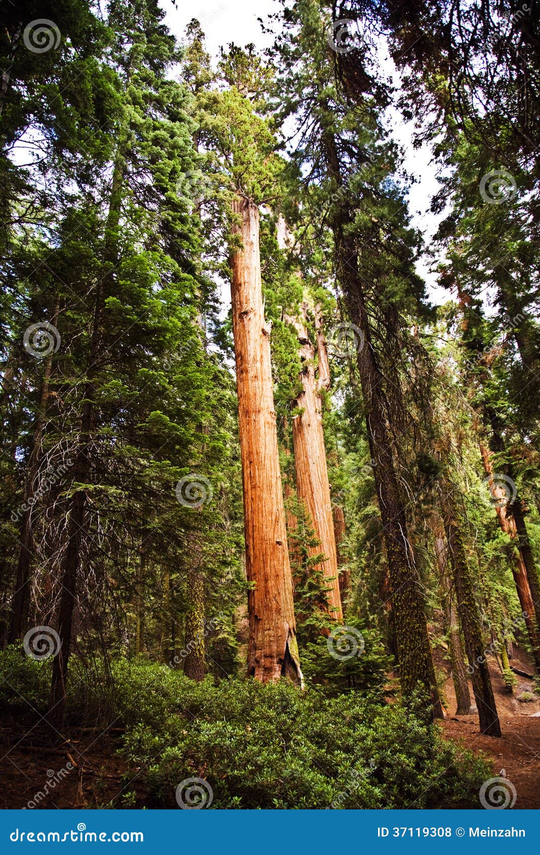 Secoyas altas y grandes foto de archivo. Imagen de secoya - 37119308