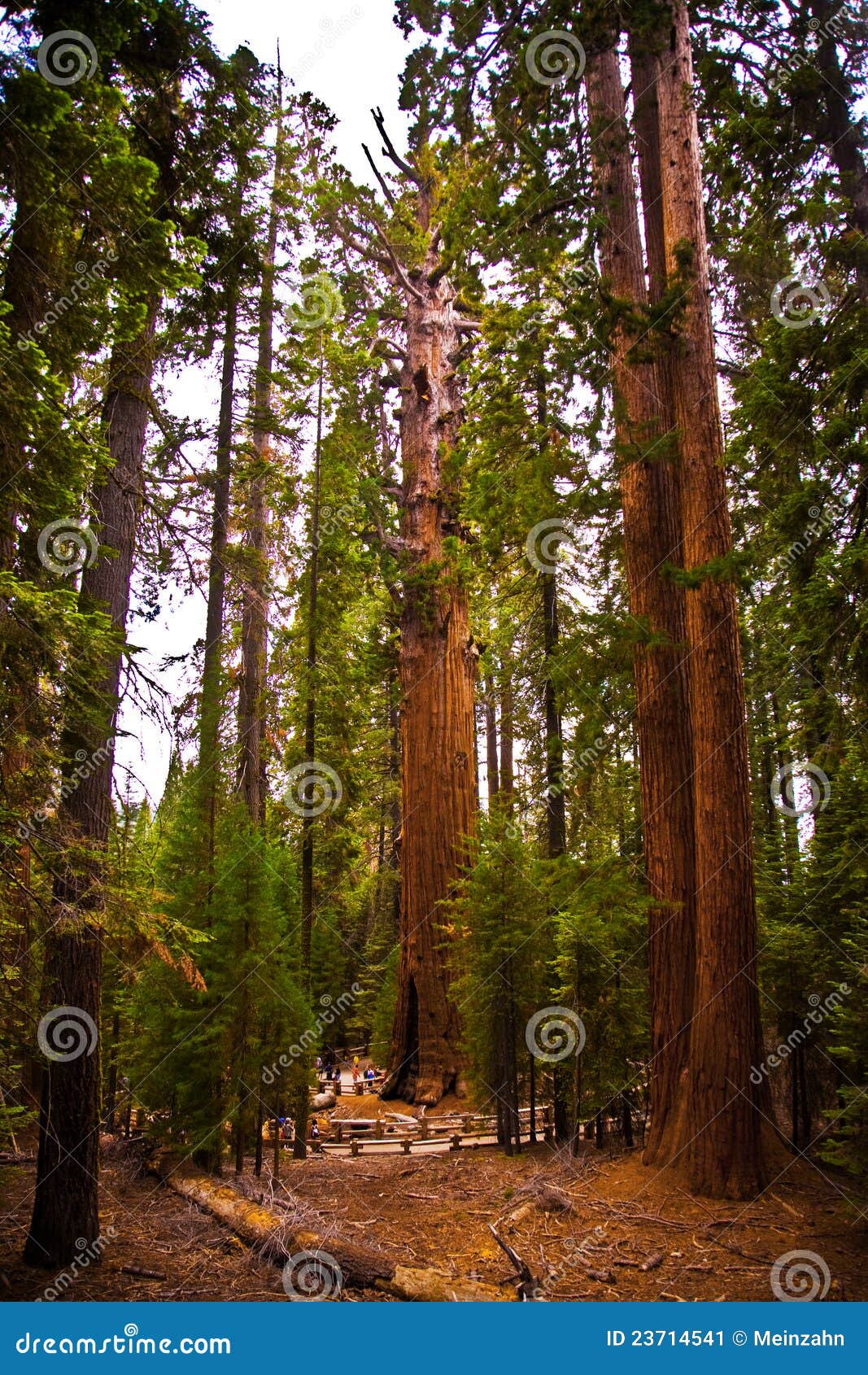 Secoyas En Parque Nacional Hermoso De Secoya Imagen de archivo - Imagen ...