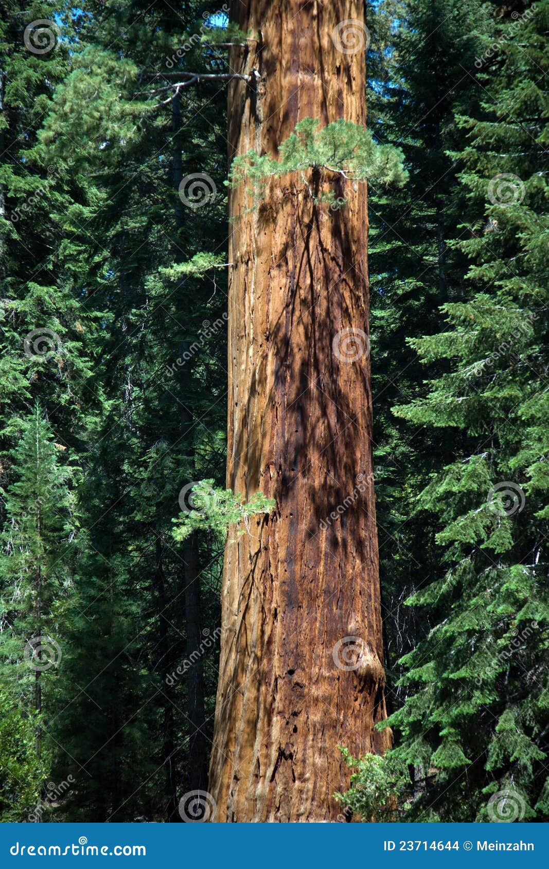 Secoyas En Parque Nacional Hermoso De Secoya Foto de archivo - Imagen ...