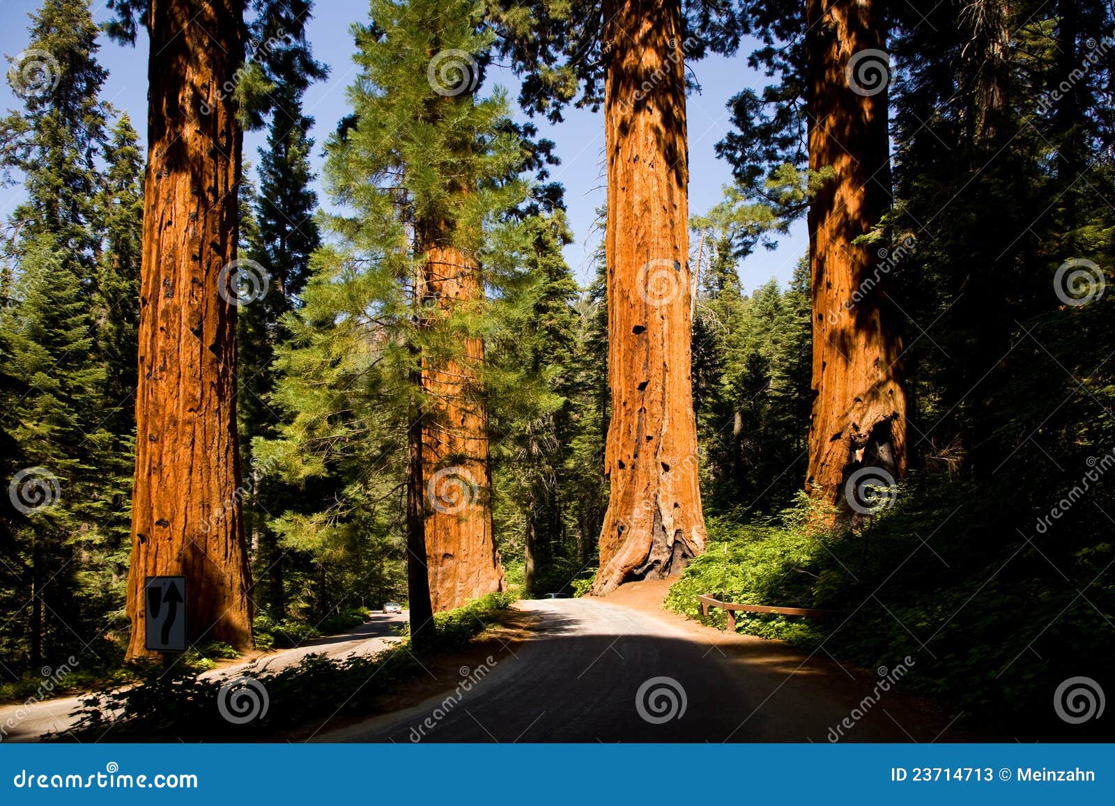 Secoyas En Parque Nacional Hermoso De Secoya Imagen de archivo - Imagen ...
