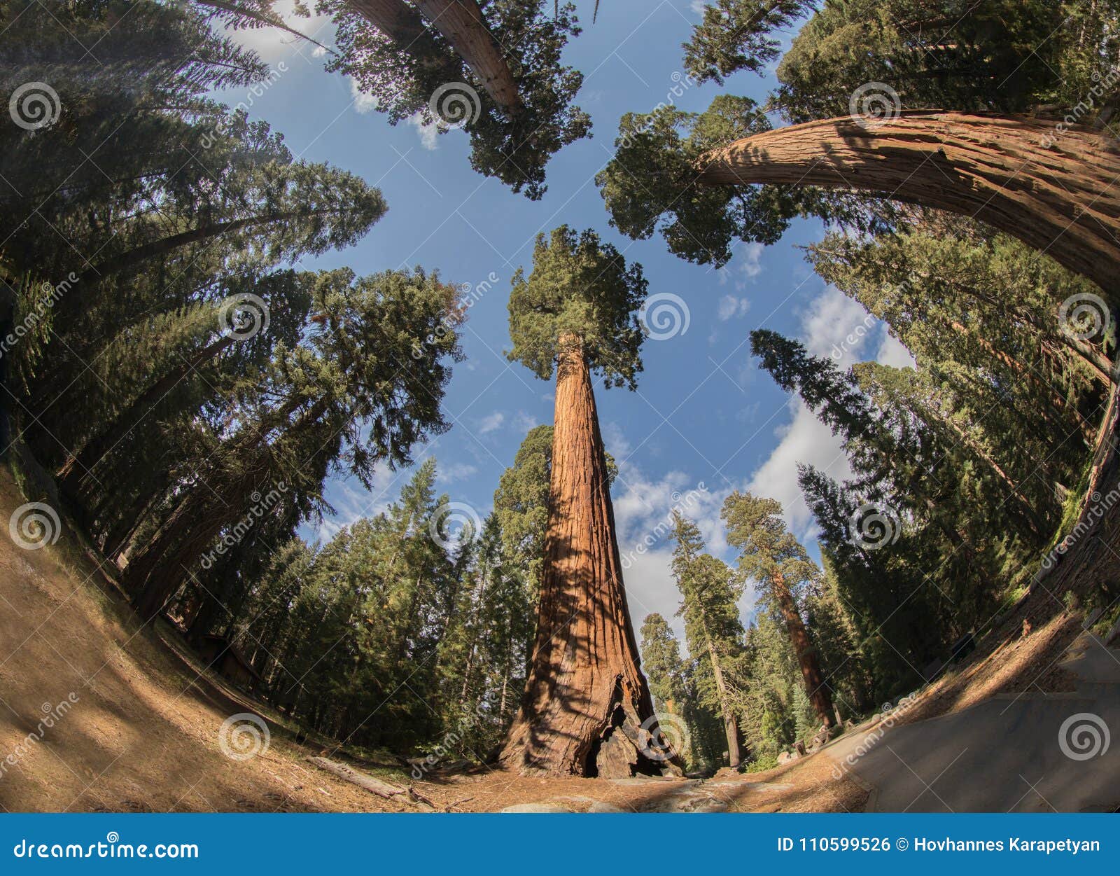 Secoyas Gigantes Del Parque Nacional De Secoya Foto de archivo - Imagen ...
