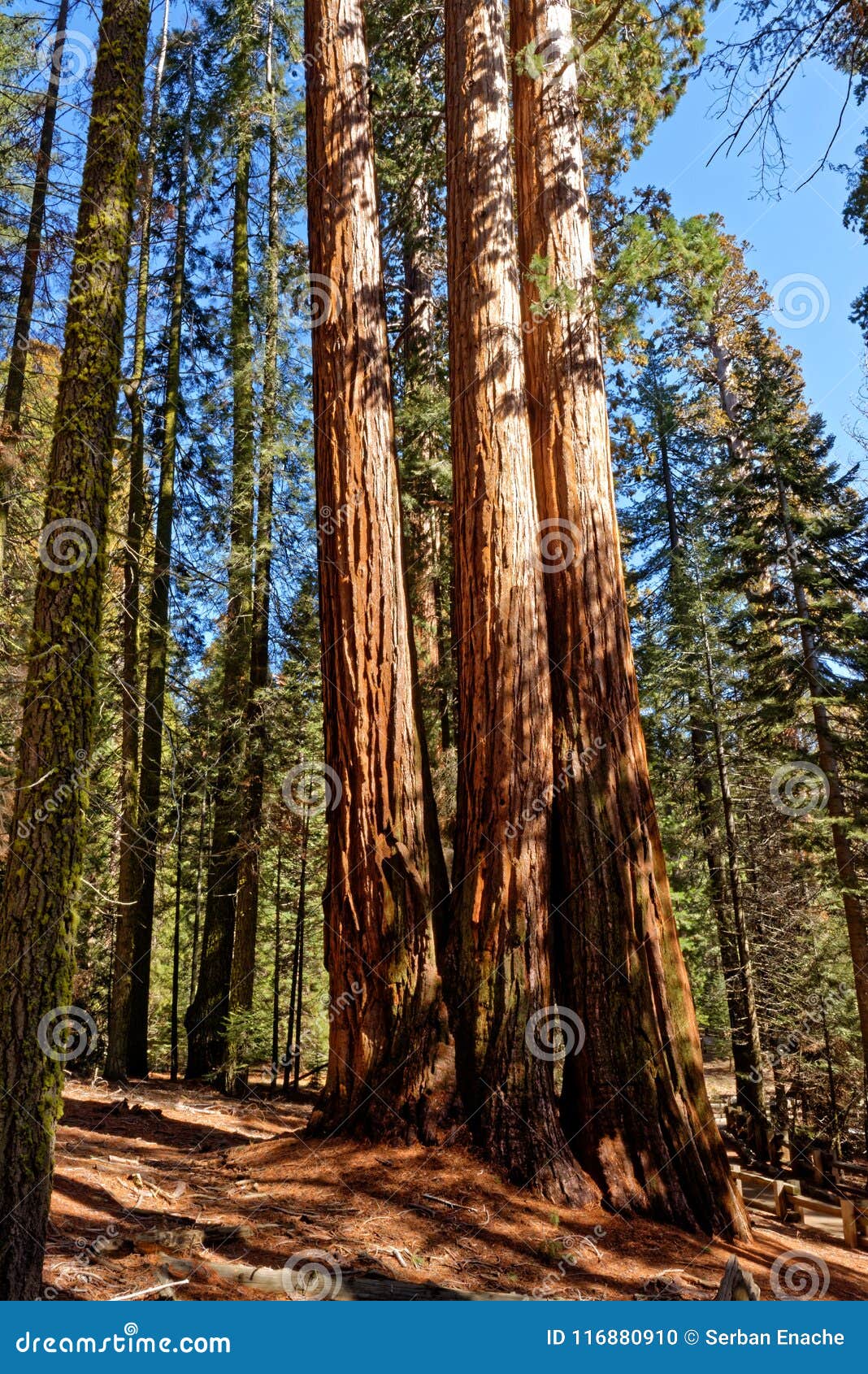 Secoyas Gigantes En Parque Nacional De Secoya Foto de archivo - Imagen ...