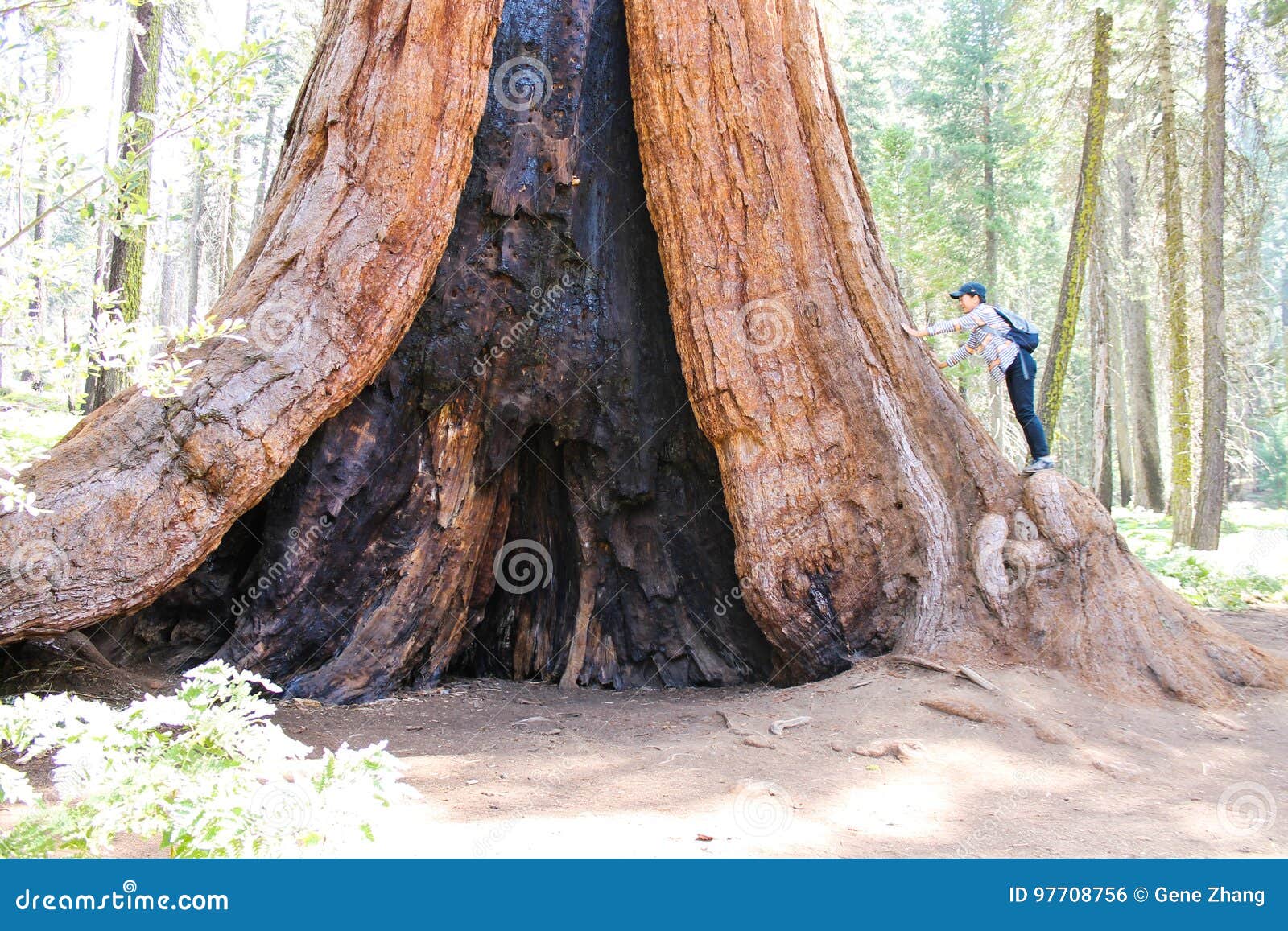 Secoyas Gigantes, Parque Nacional De Secoya Foto editorial - Imagen de ...