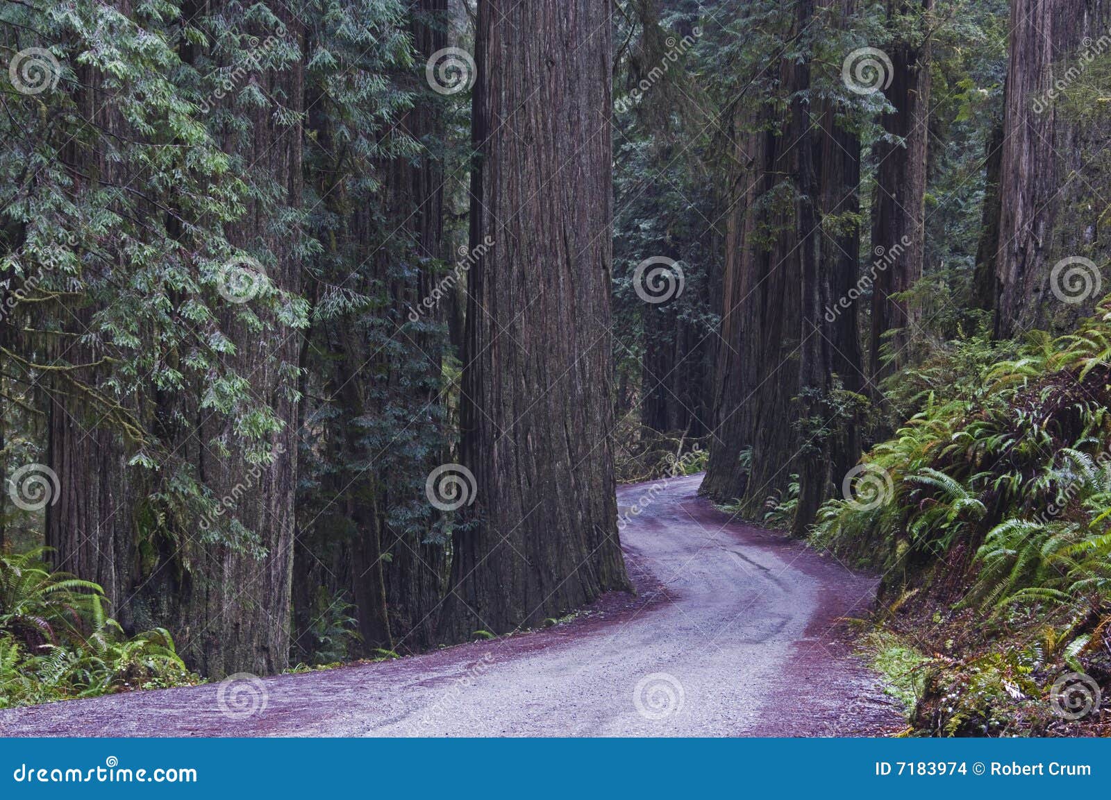 Secoyas, Parque Nacional De La Secoya. Foto de archivo - Imagen de ...