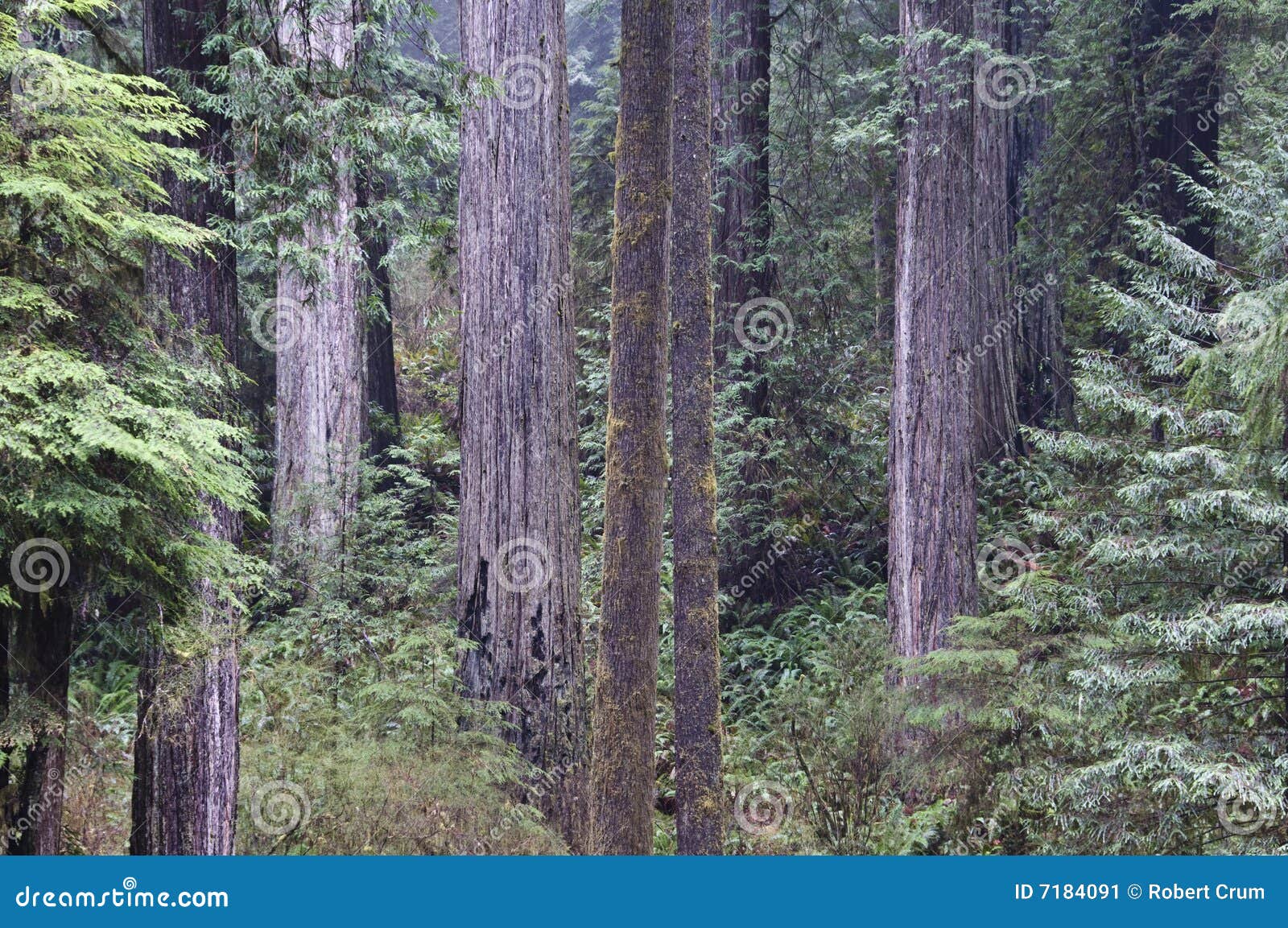 Secoyas, Parque Nacional De La Secoya. Imagen de archivo - Imagen de ...