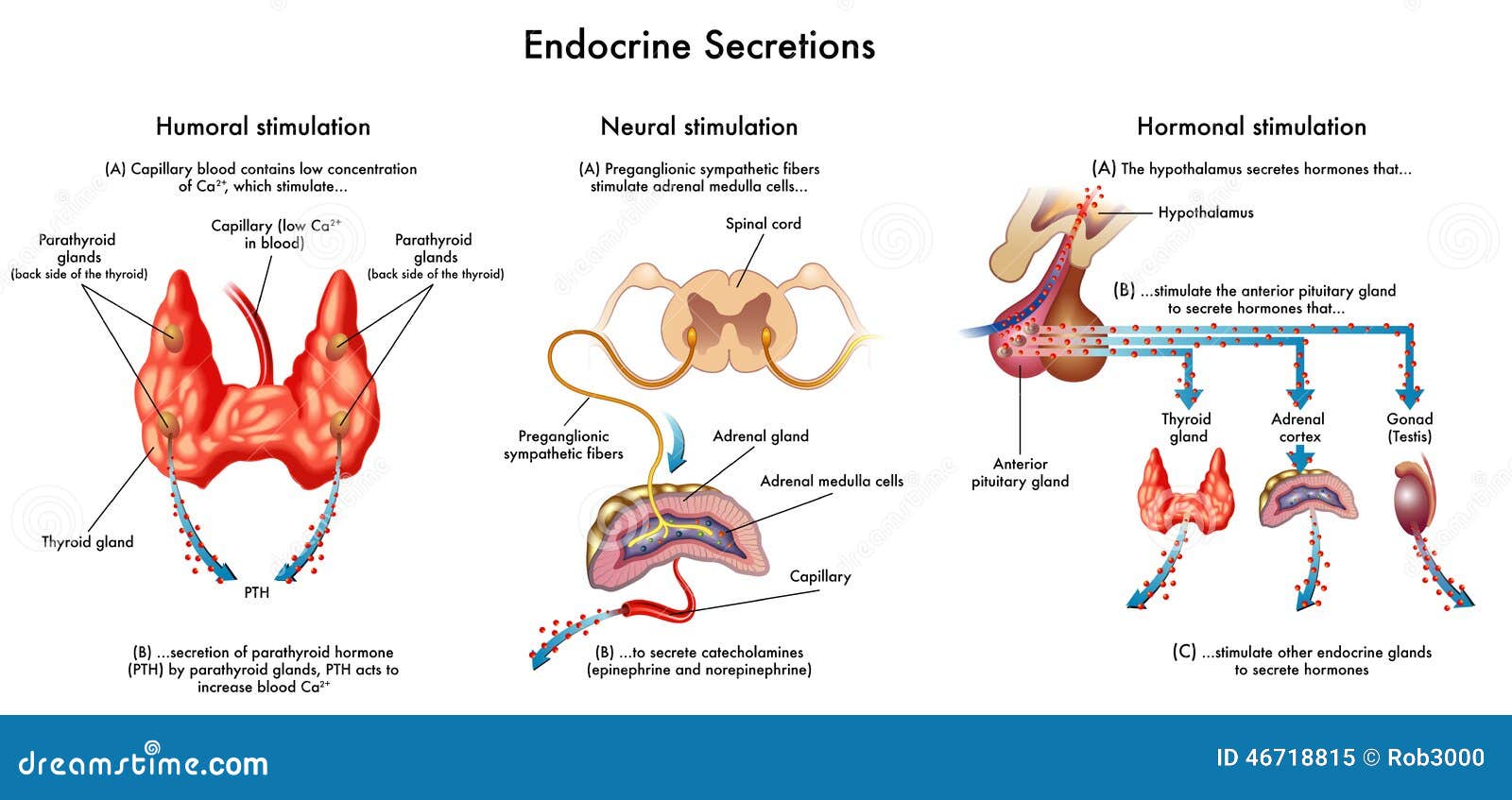 Secreciones endocrinas imagen de archivo. Imagen de hormona - 46718815