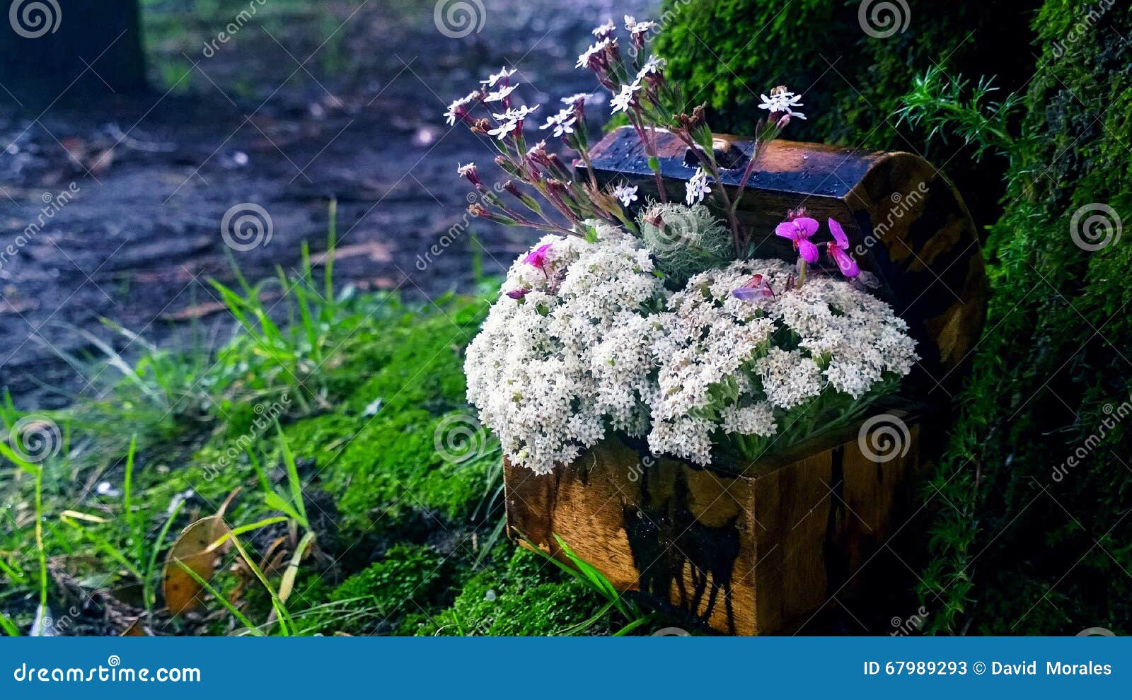 The secret forest stock image. Image of grass, coffer - 67989293