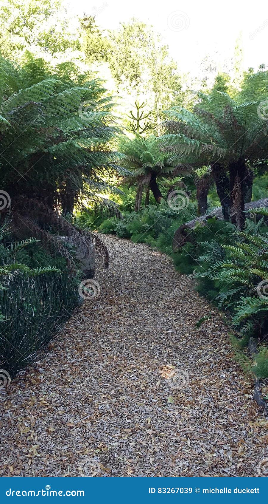 Secret garden pathway stock image. Image of path, garden - 83267039