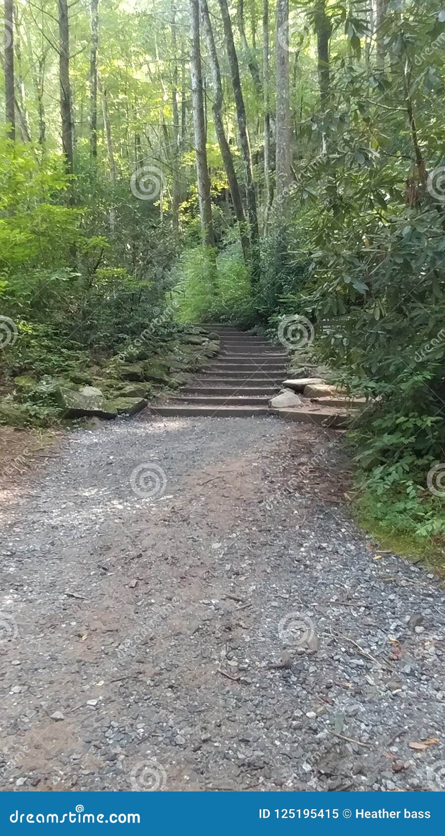 Hidden Forest Steps Secret Path Stock Image - Image of secret, steps ...