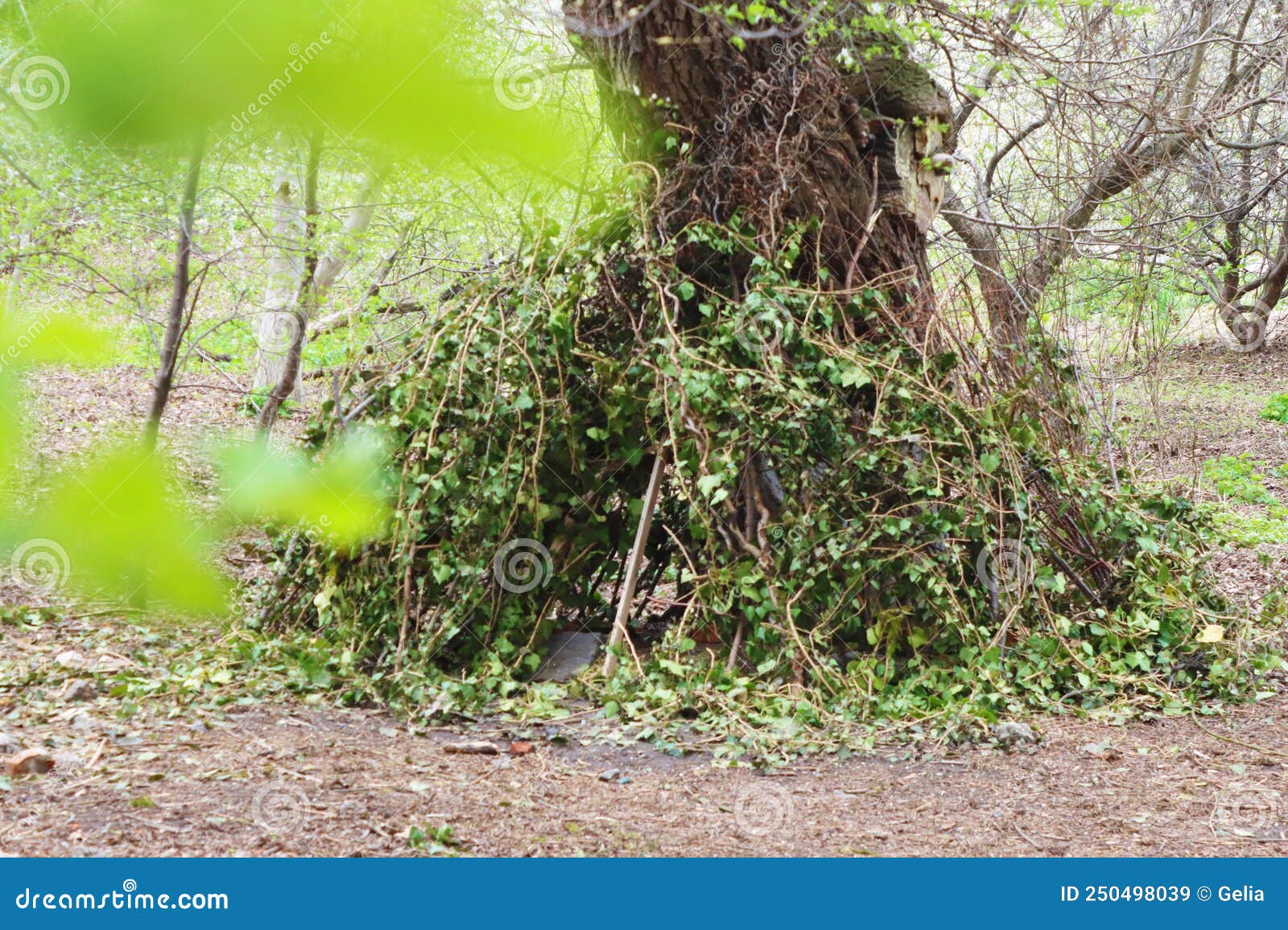Secret Hut Made from Tree Branches in the Forest, Made for Children To ...