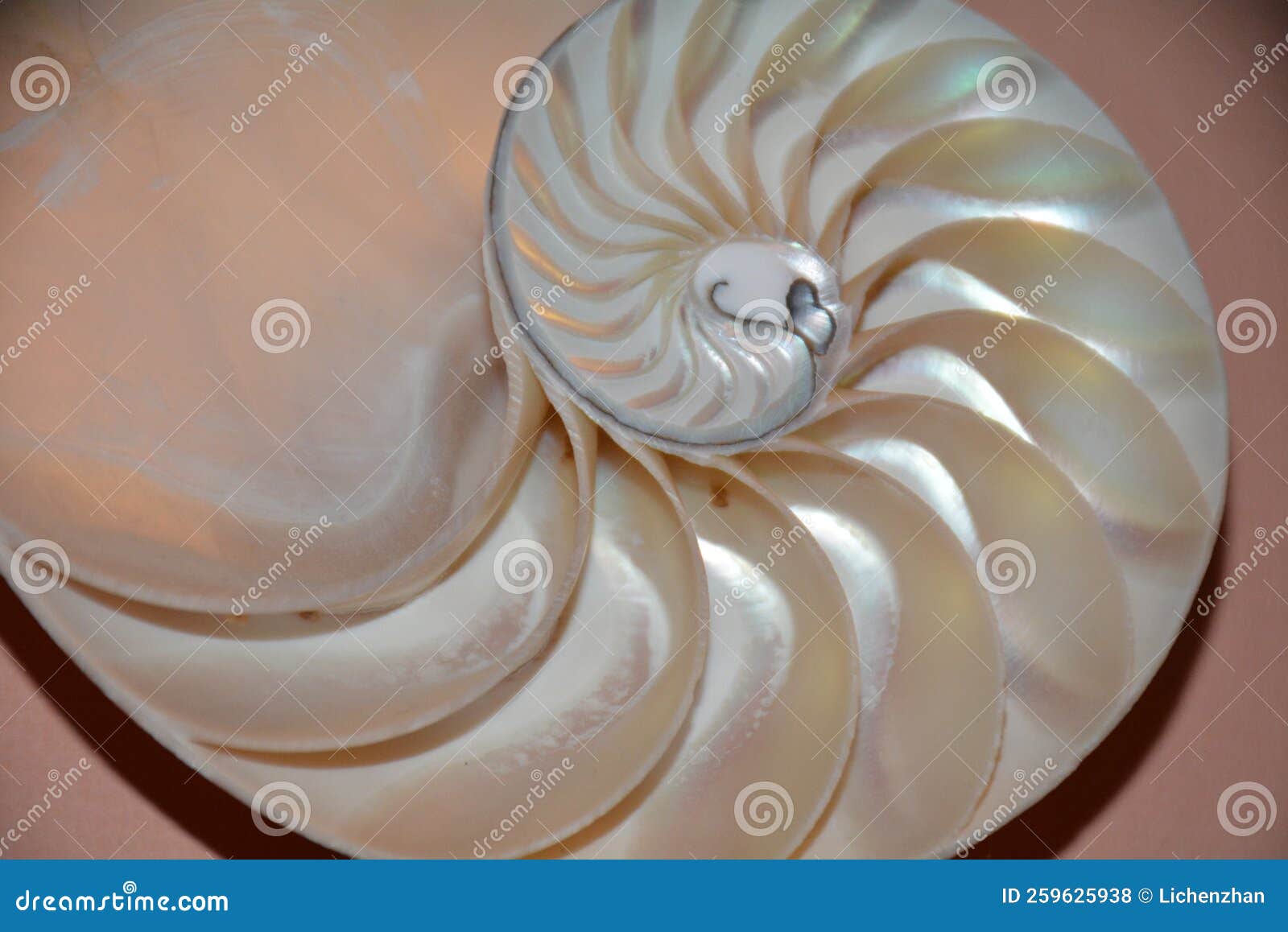 Secret inside the shell stock photo. Image of swirl - 259625938